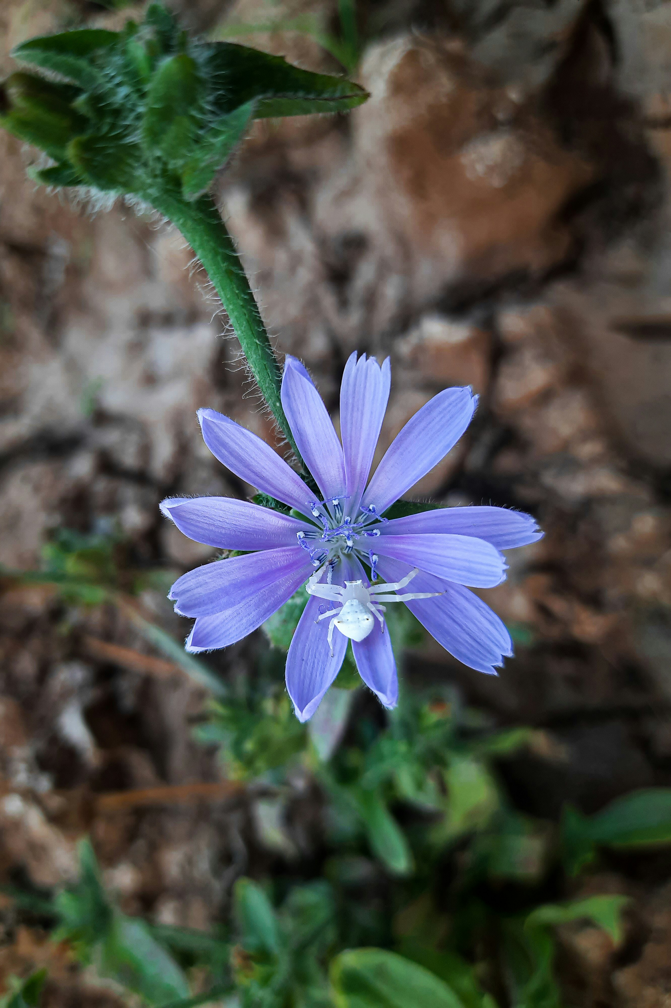 Blue Chicory Bloom in a Rough Stone Frame