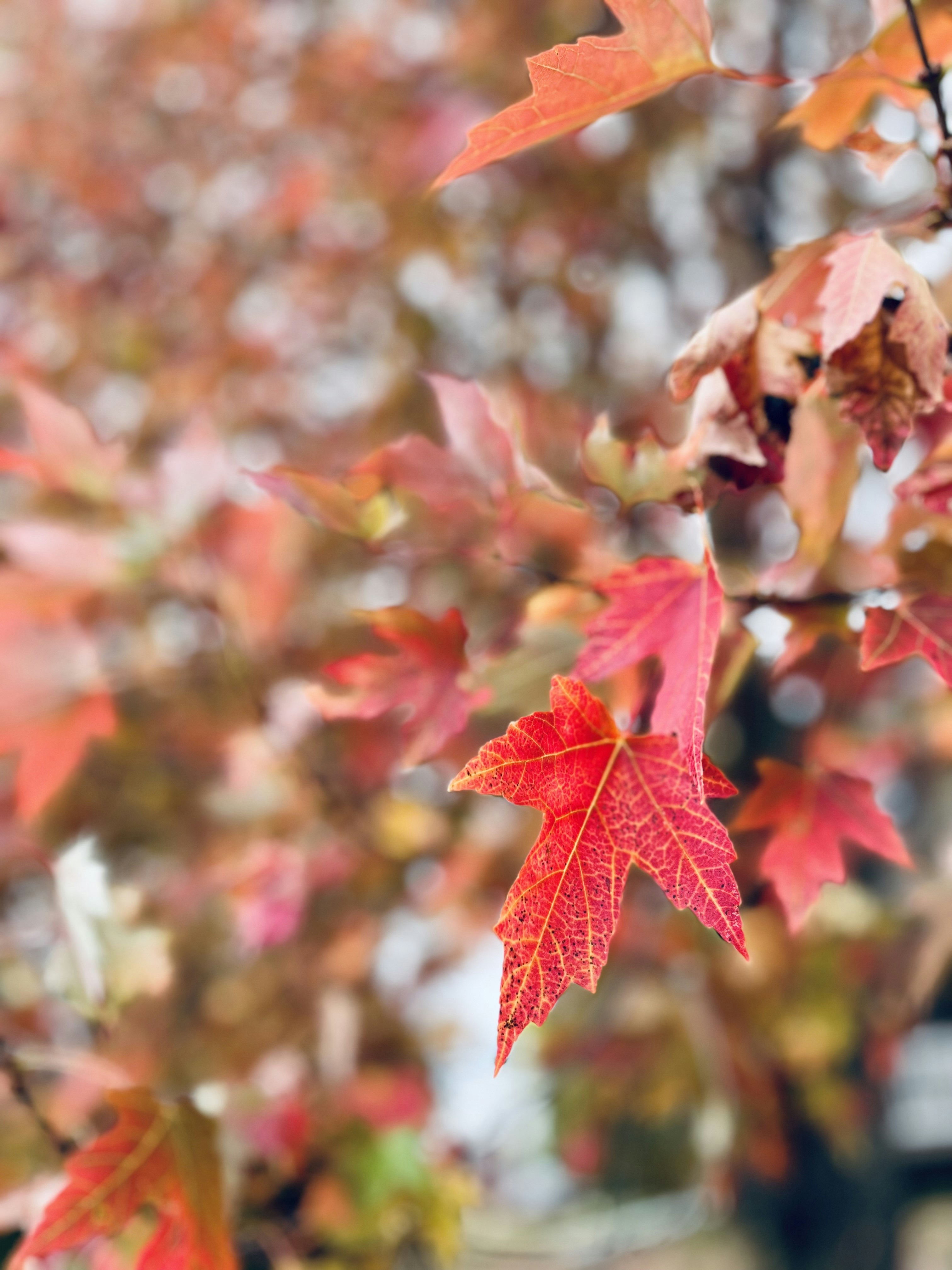 A close up of a tree with red leaves photo – Free Hilbert Image on Unsplash
