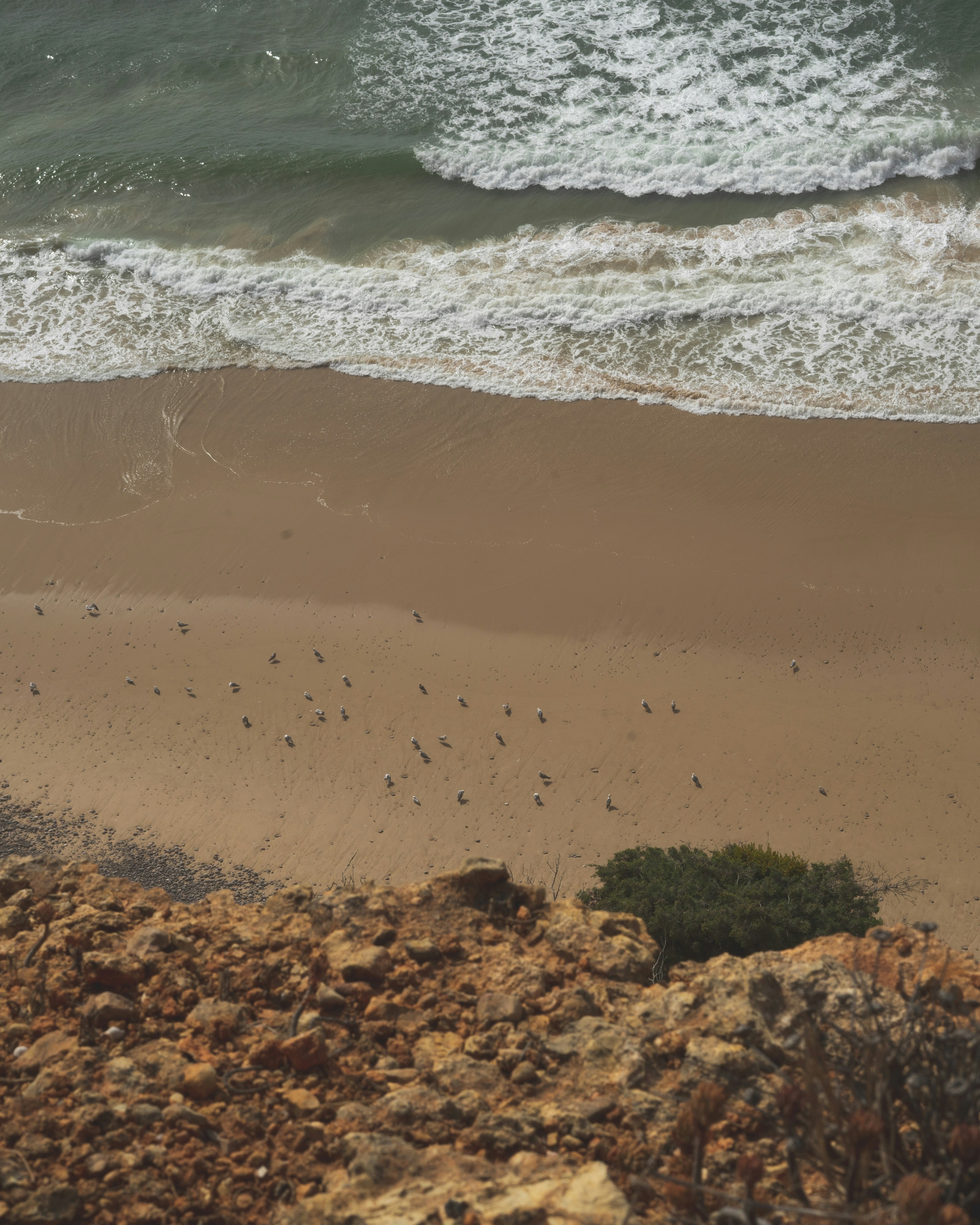 Birdline on the Beach: Seabird Parade Along a Rocky Coastal Edge