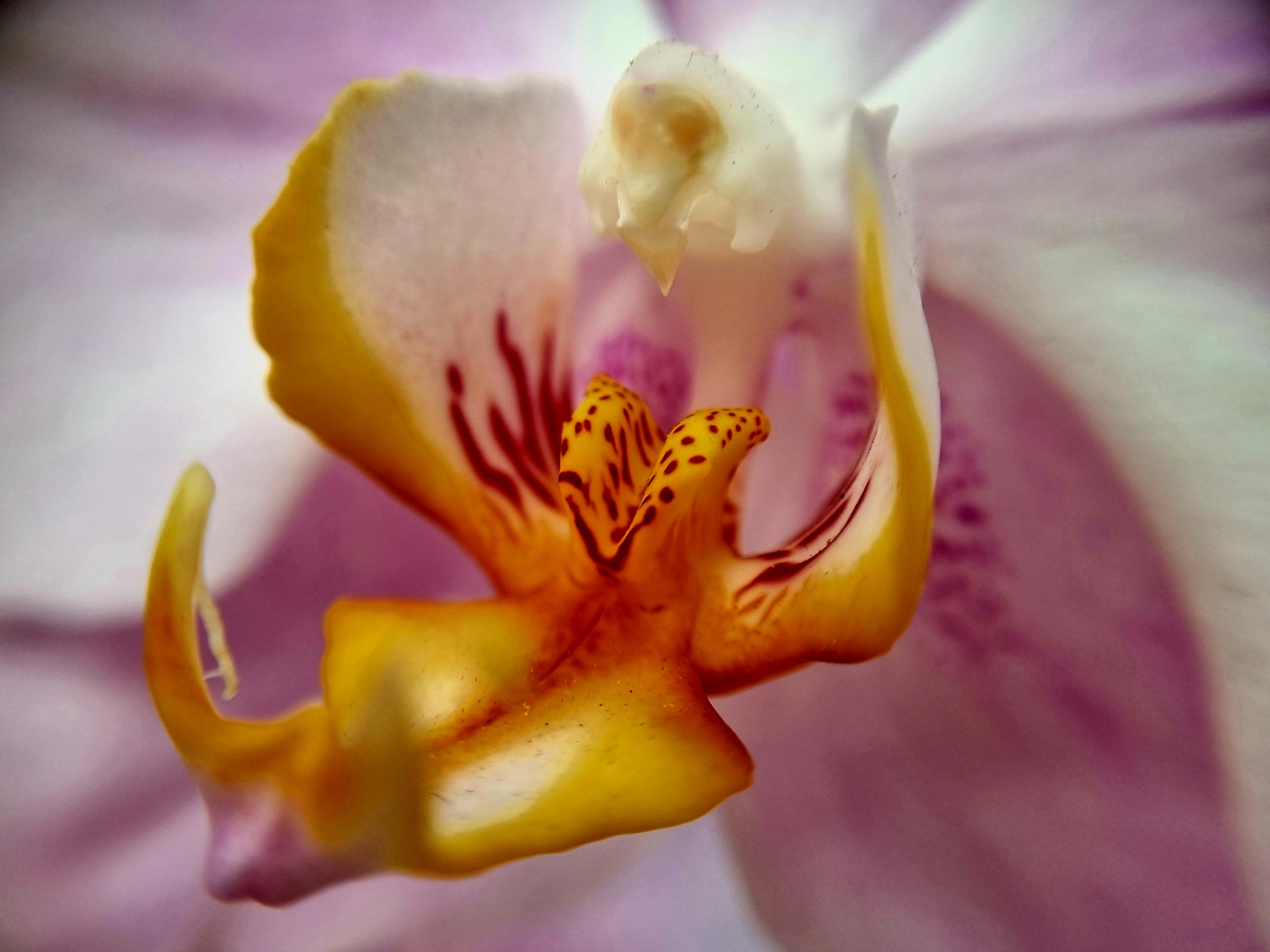 Orchid Core: Ember-Hued Stamen in Velvet Blur