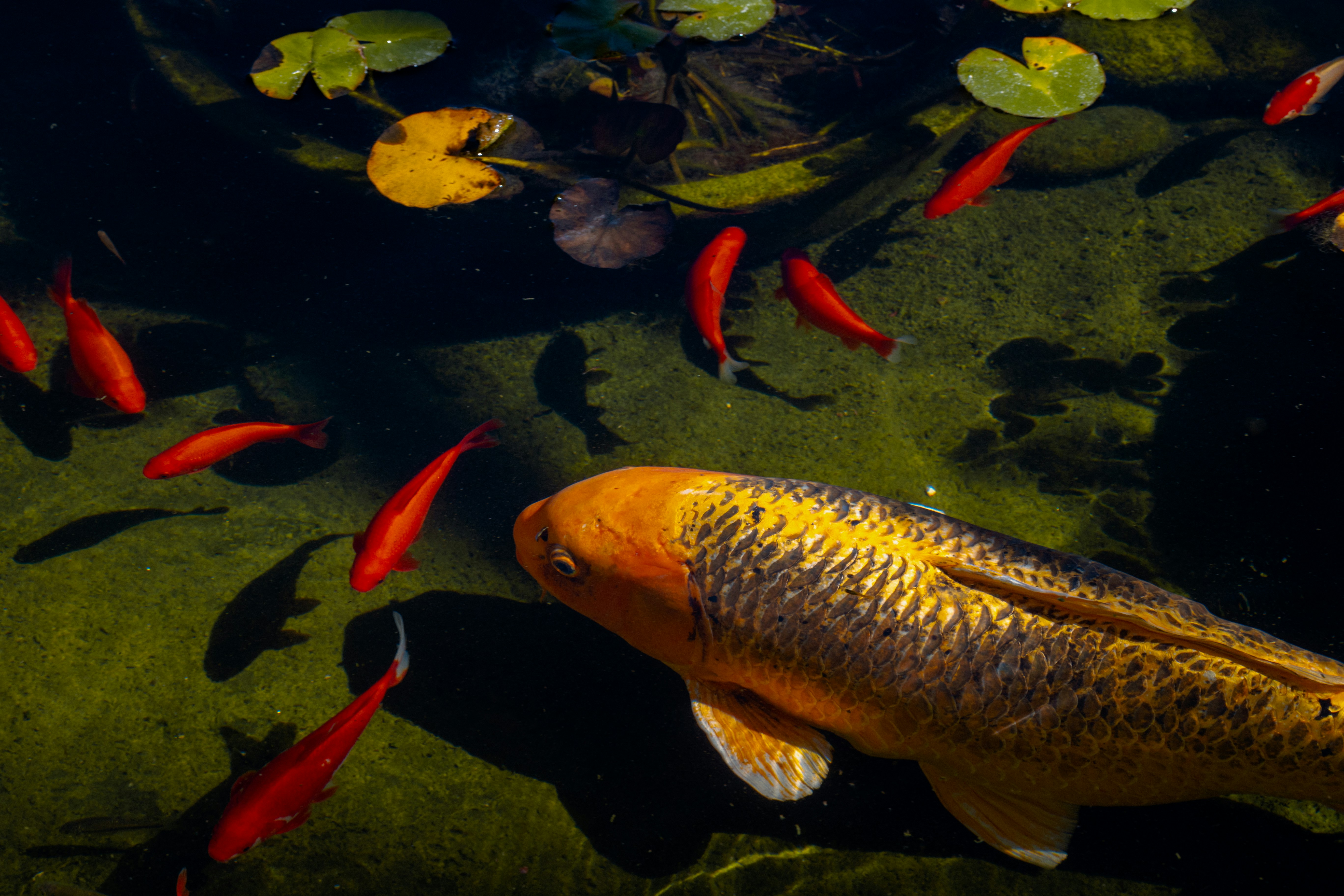 Un groupe de poissons nageant dans un étang photo – Photo Aquatique ...