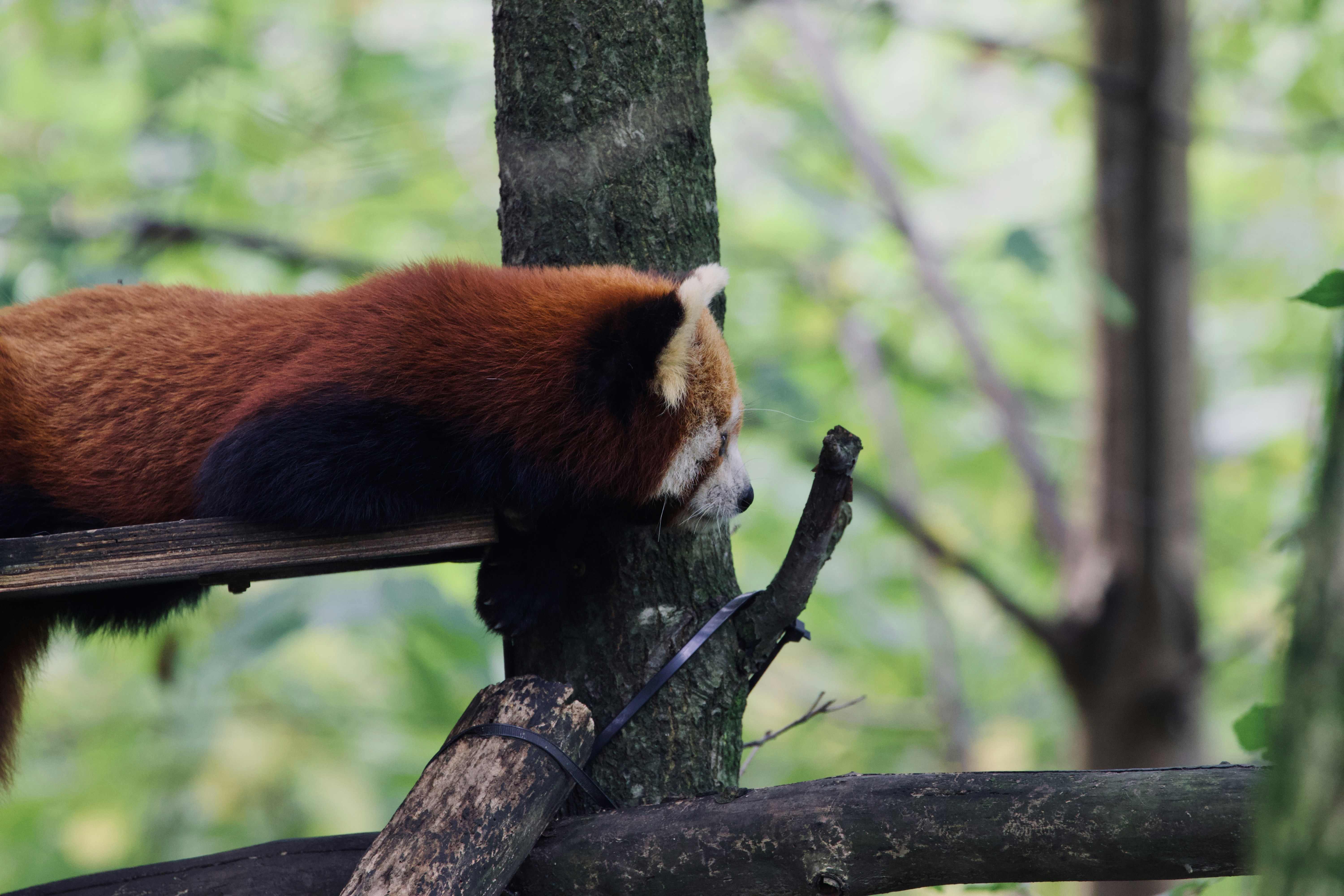 A red panda climbing up a tree branch photo – Free Animal Image on Unsplash