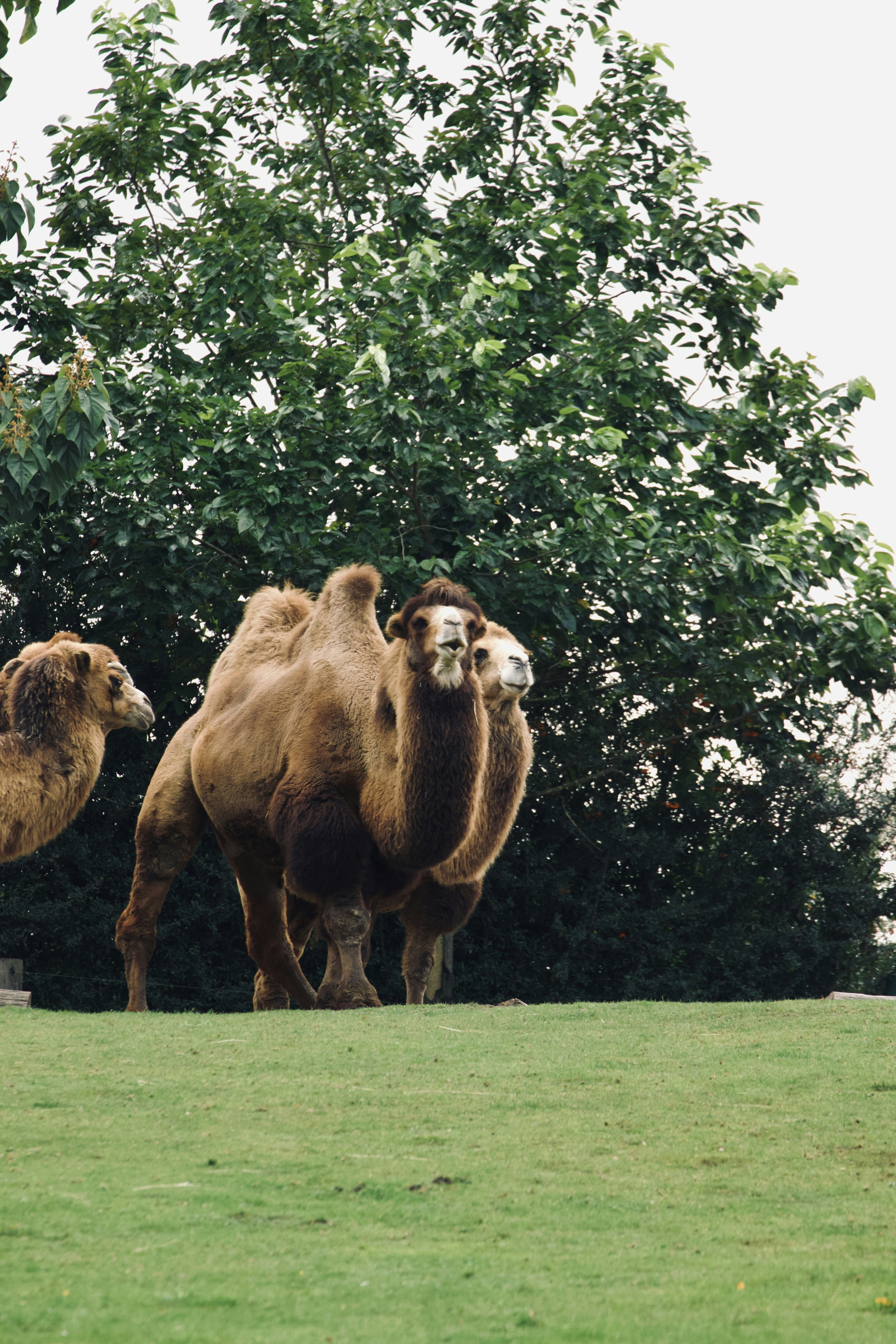 Verdant Hill Caravan: Bactrian Camels Trek Across a Sunlit Park