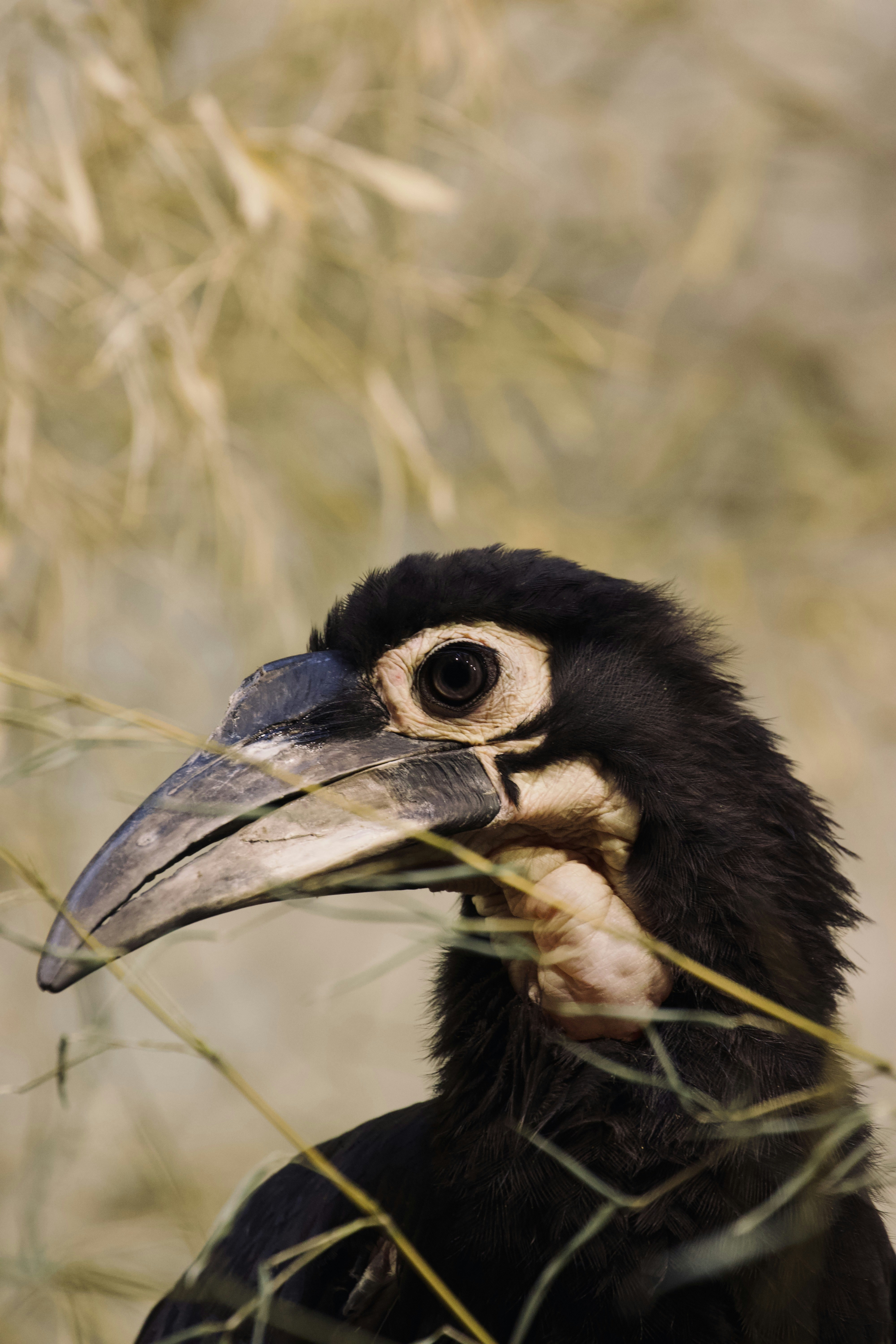 The Stare of the Black-Necked Beak: A Close-Up on a Hornbill