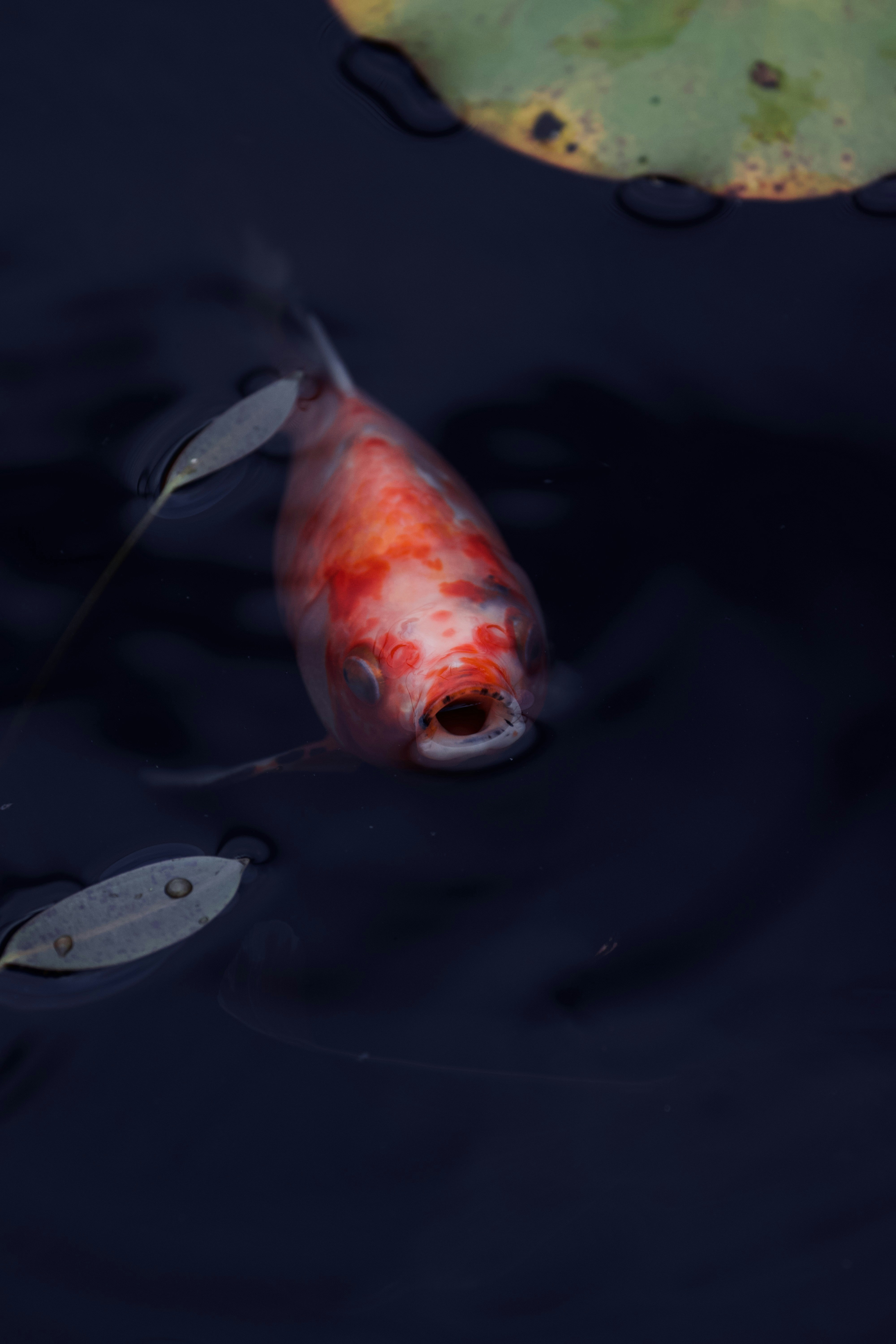 Crimson Koi Peers Through Velvet Pond at Dusk