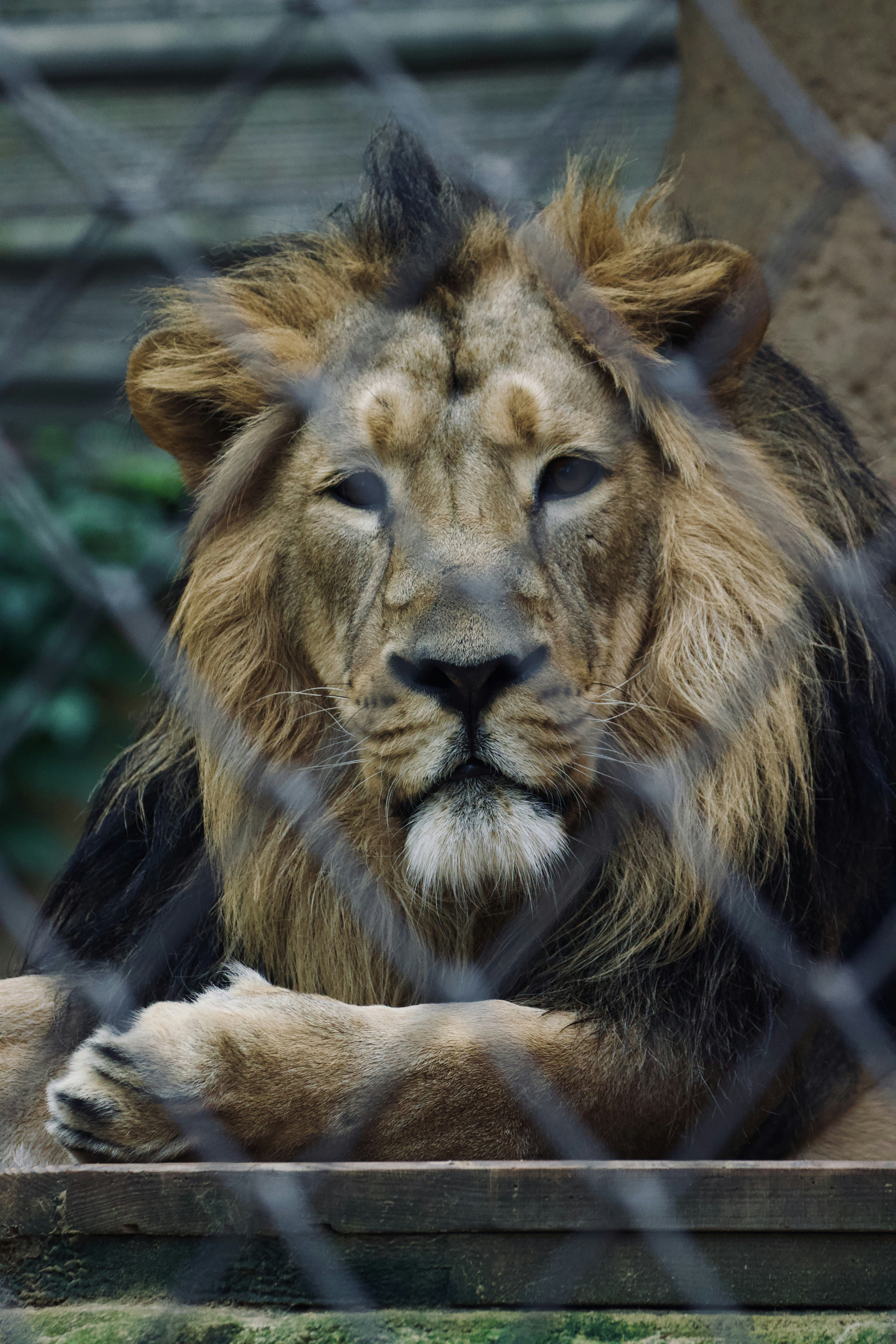 A lion sitting behind a chain link fence photo – Free Lion face Image ...