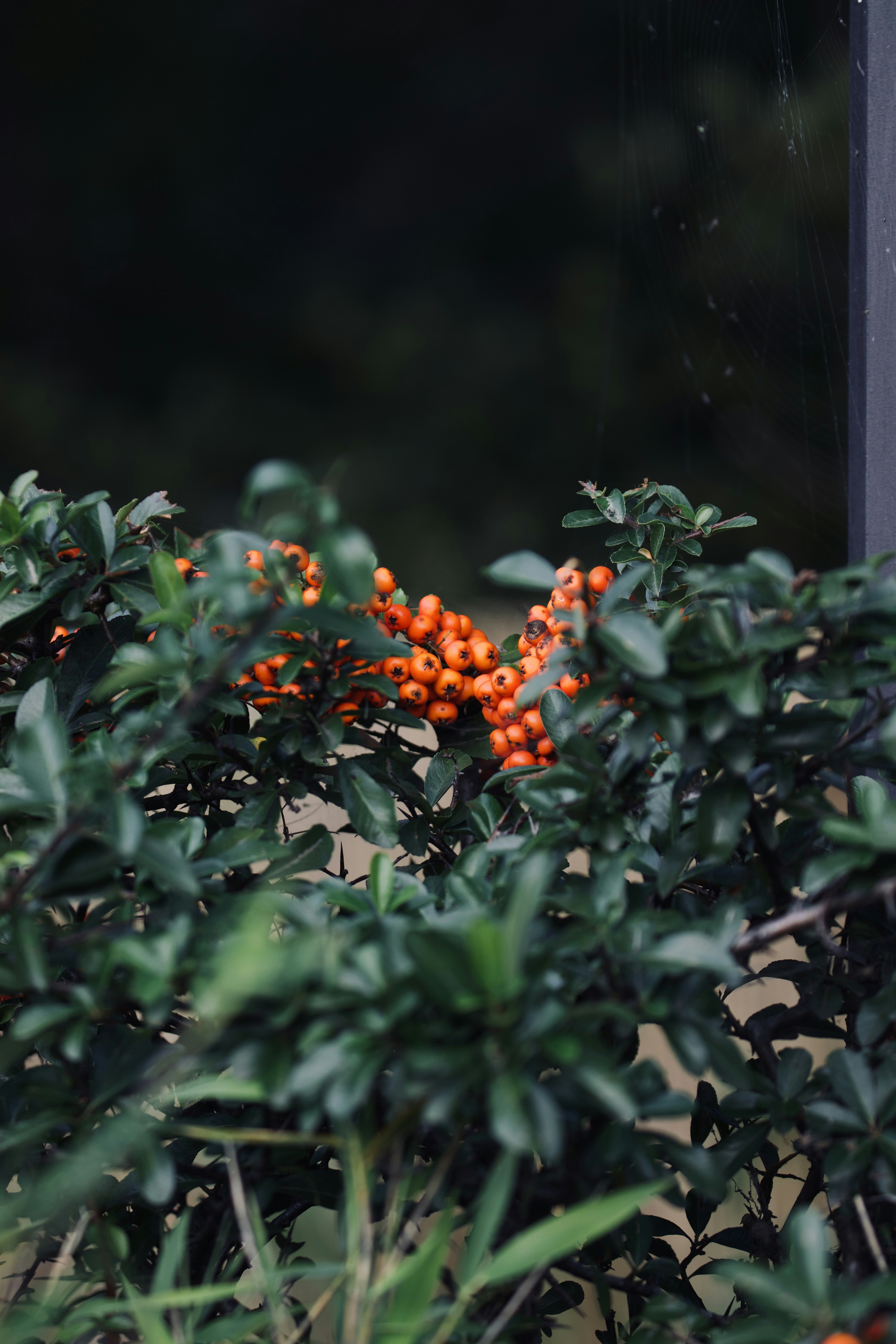 Orange Berries Nestled in a Velvet Hedge