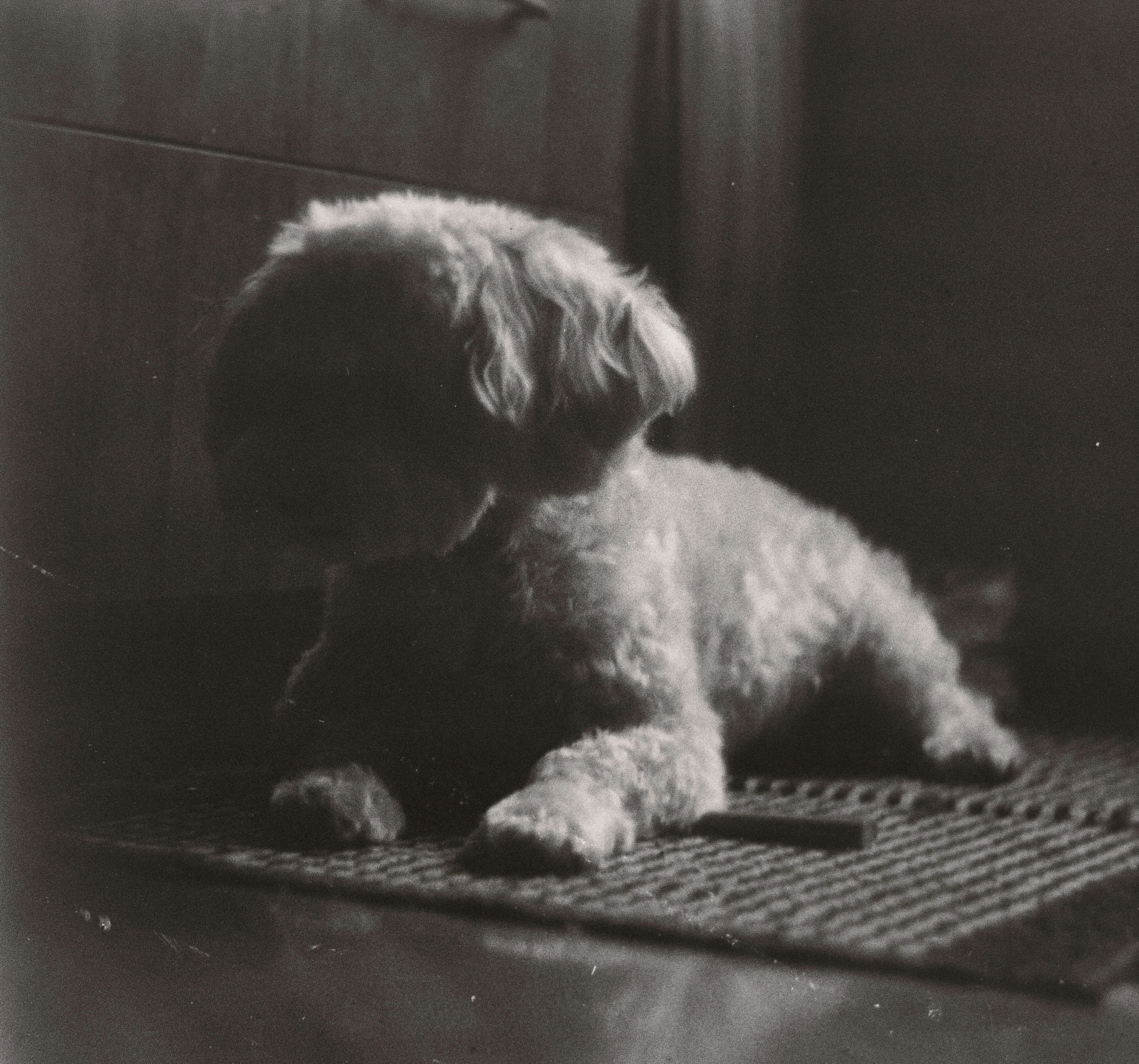 a black and white photo of a small dog