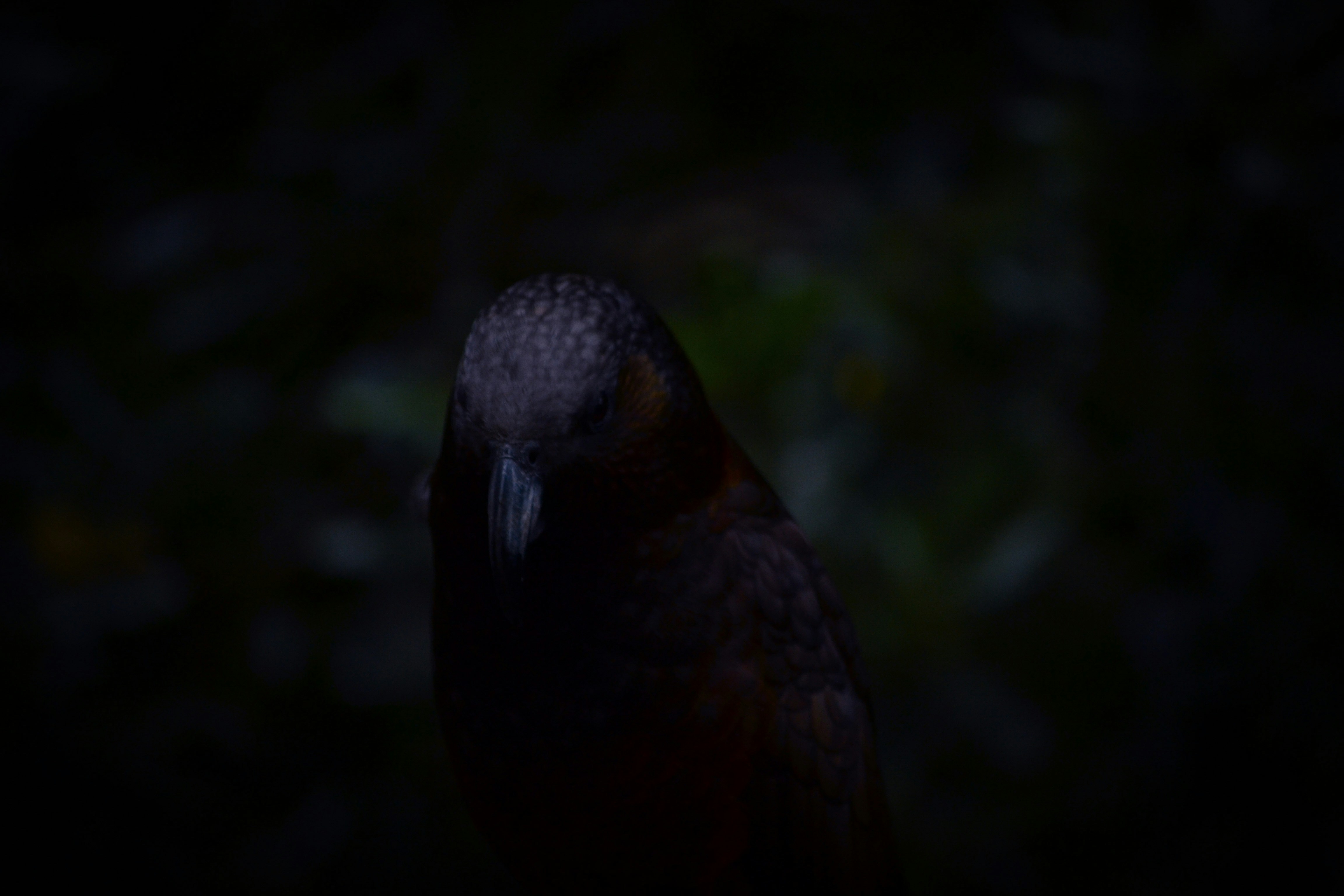 Nocturnal silhouette: a solitary waterfowl in shadowed foliage