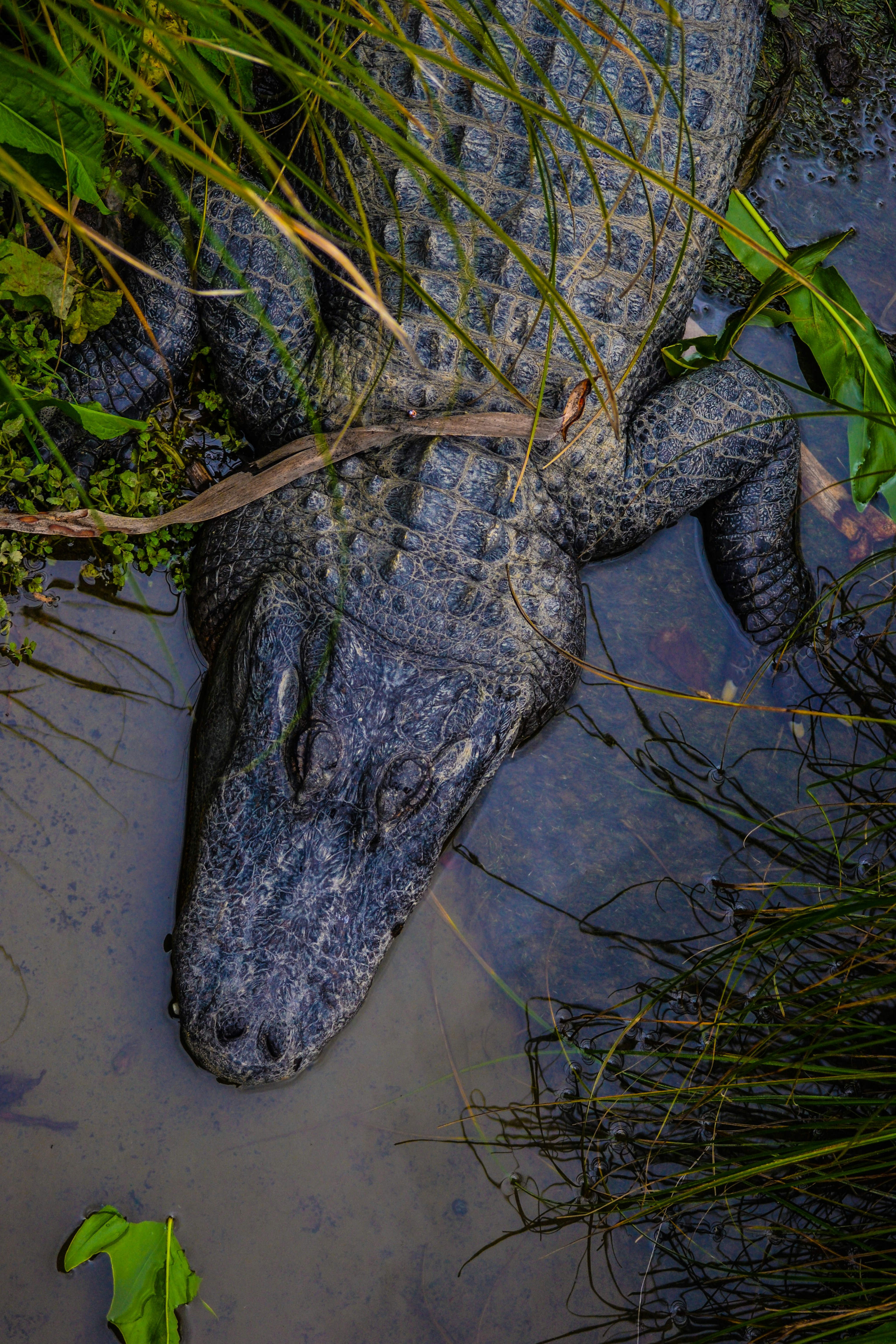 A large alligator laying in a body of water photo – Free Auckland zoo ...