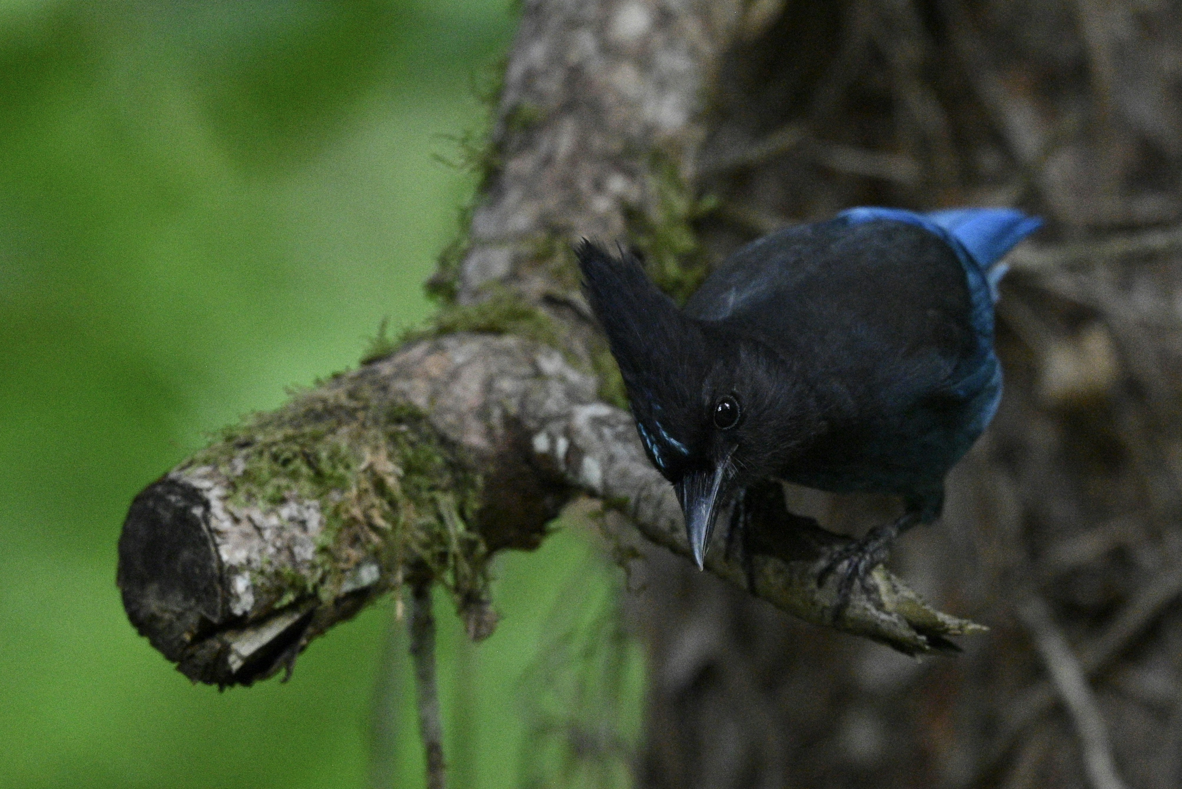 Midnight-Blue Perch: A Glossy Jay Clings to a Mossy Branch