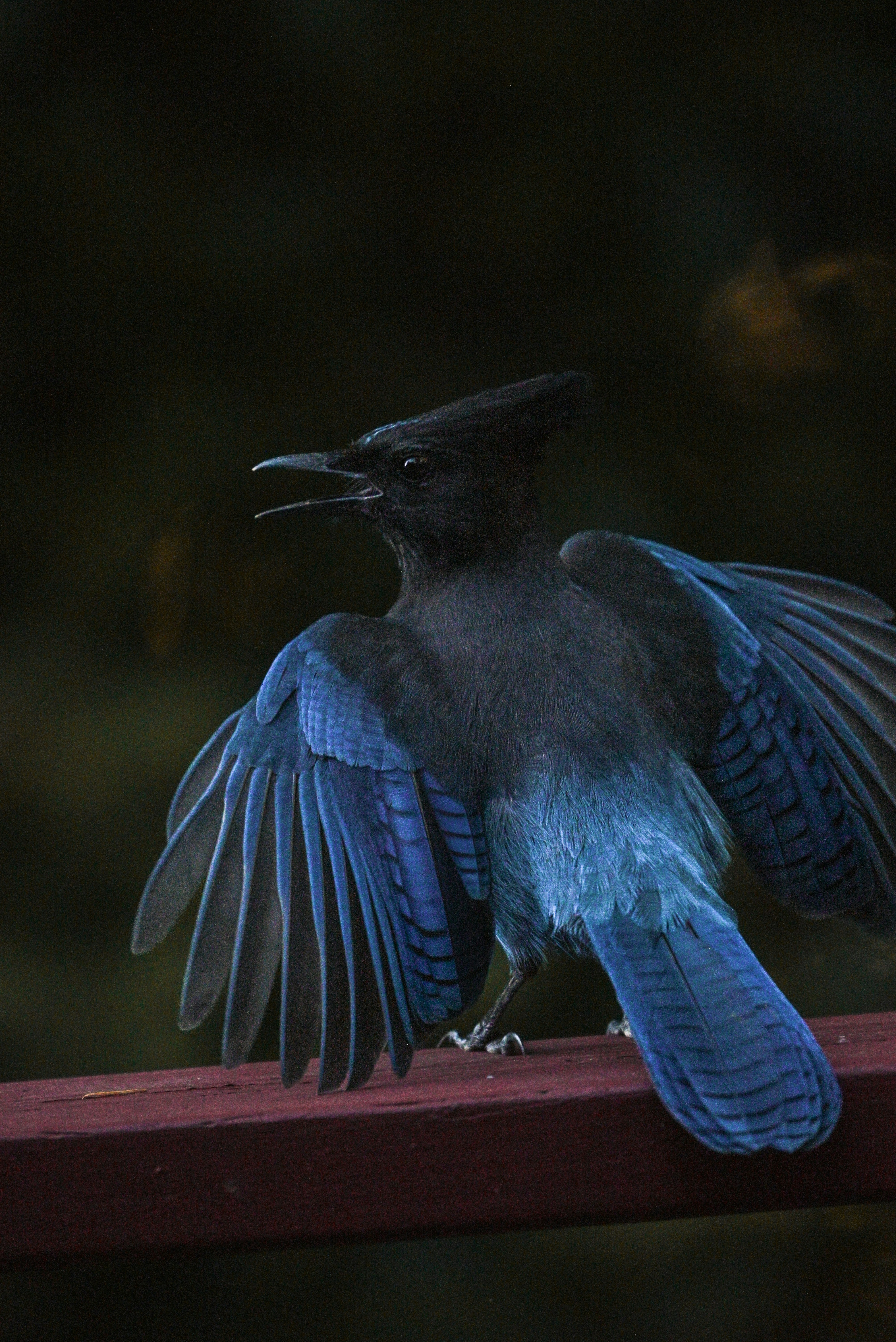 A black bird with blue wings sitting on a rail photo – Free Usa Image ...