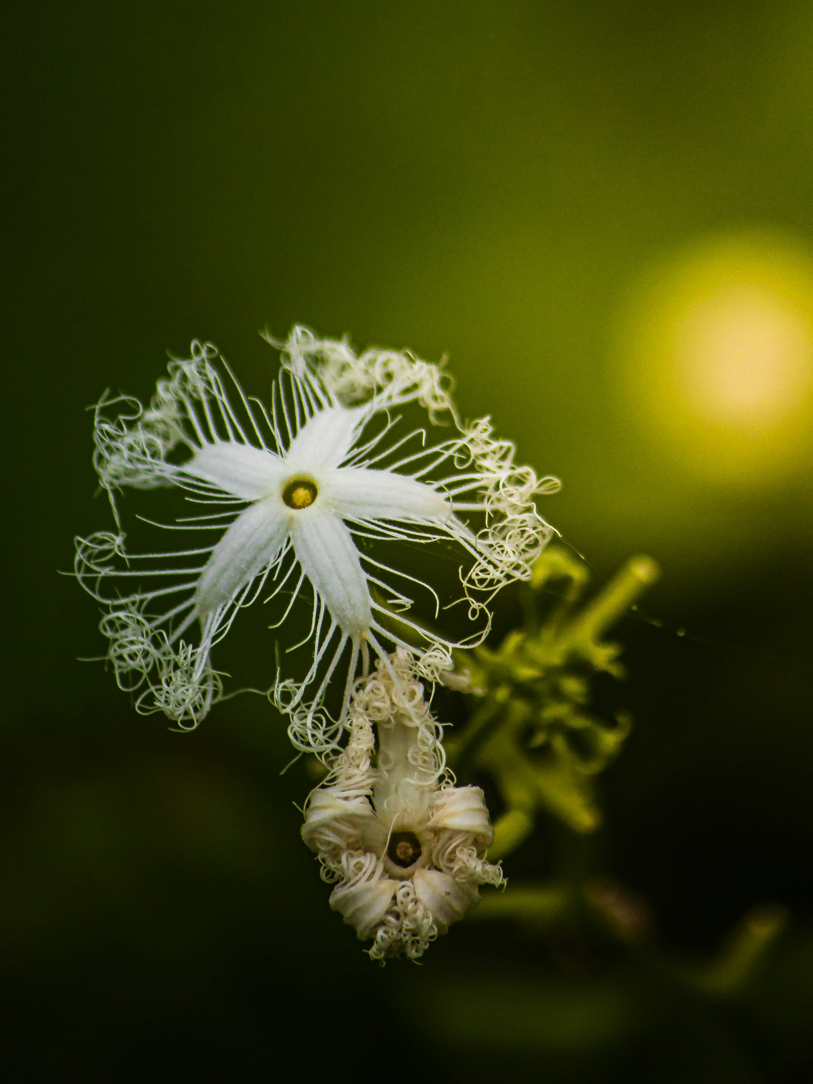 Lace-Fringed White Bloom Against Velvet Green