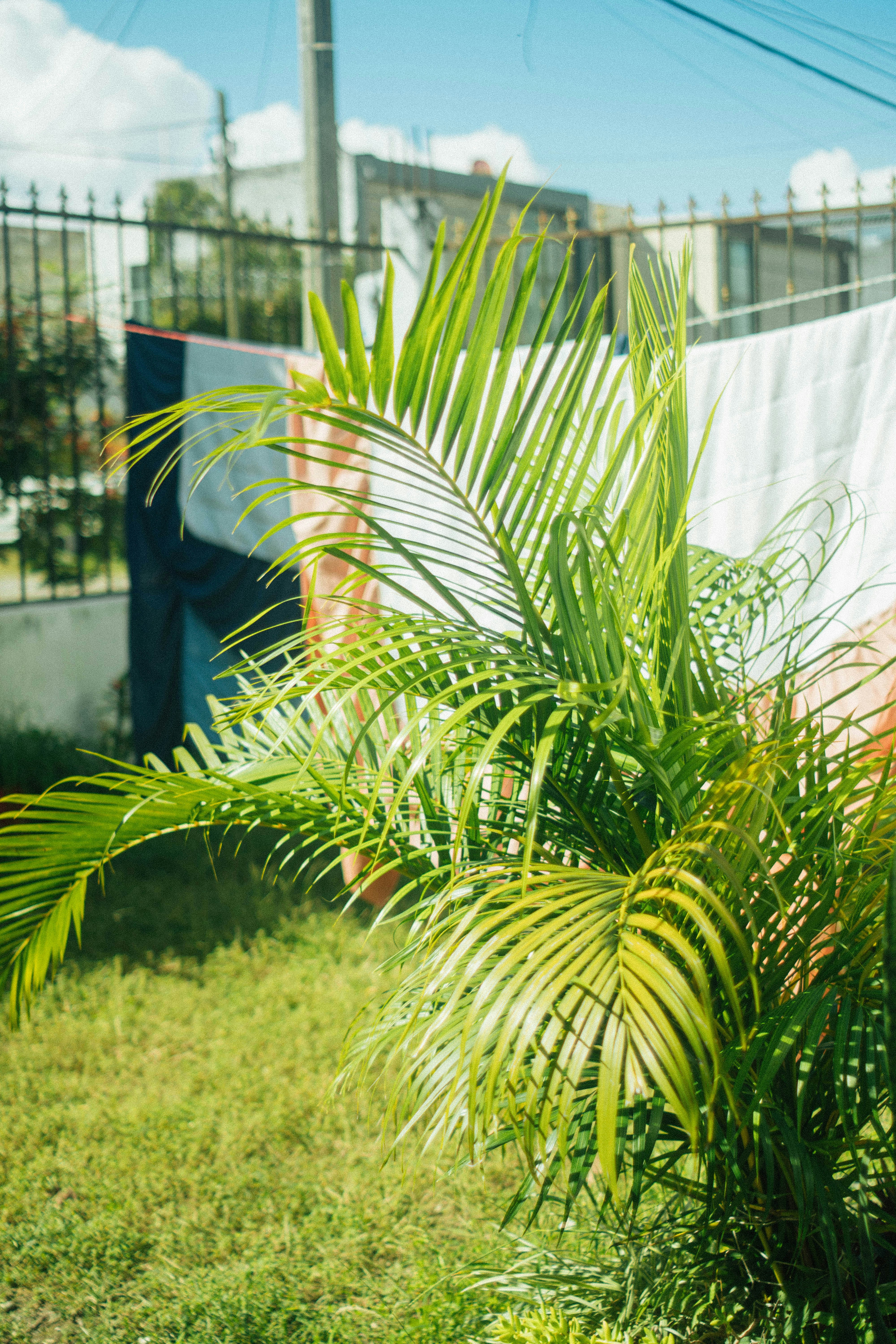 Sunlit Palm Frond Framing a Quiet Backyard Laundry Scene