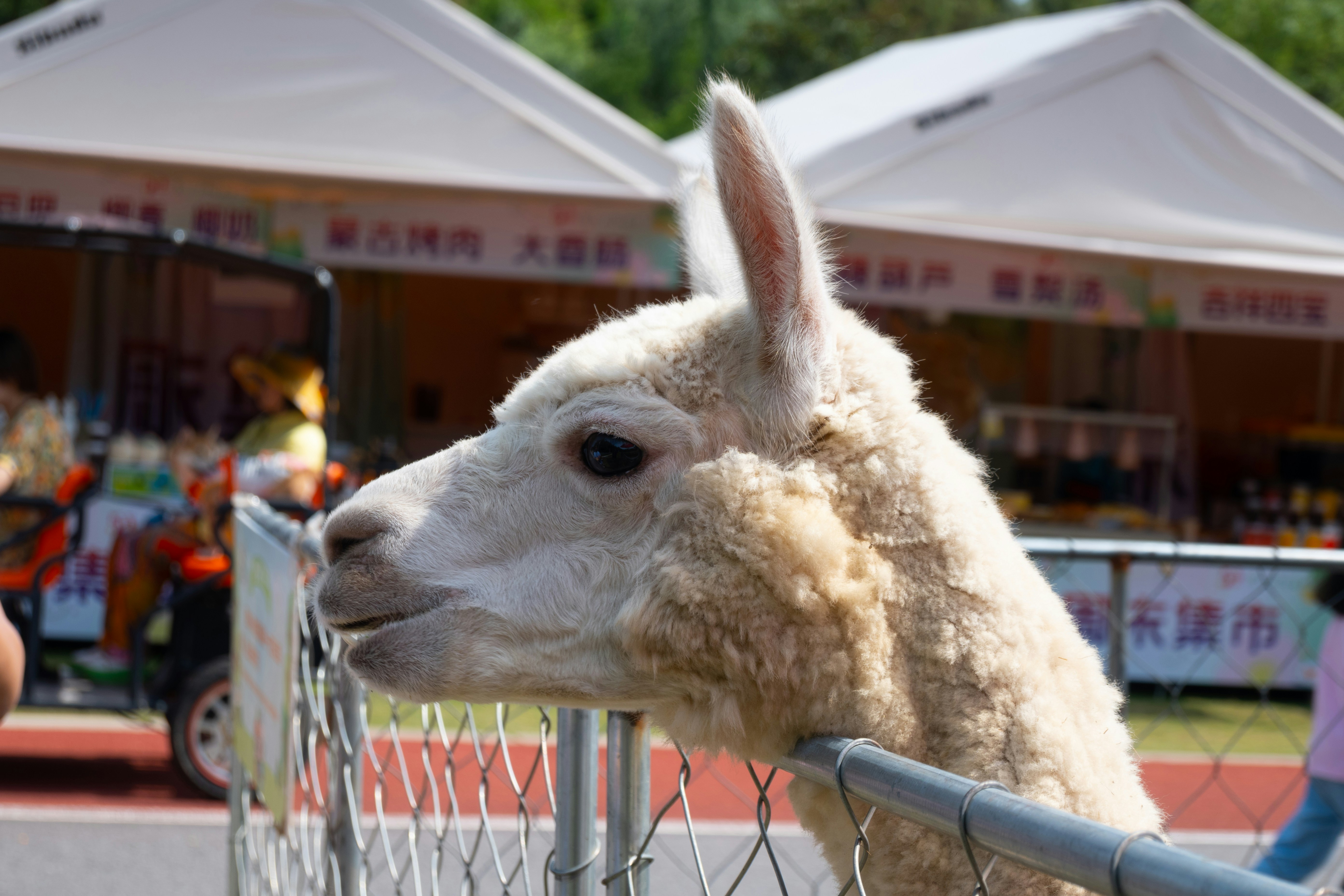 Alpaca Portrait by the Fence at a Busy Fair