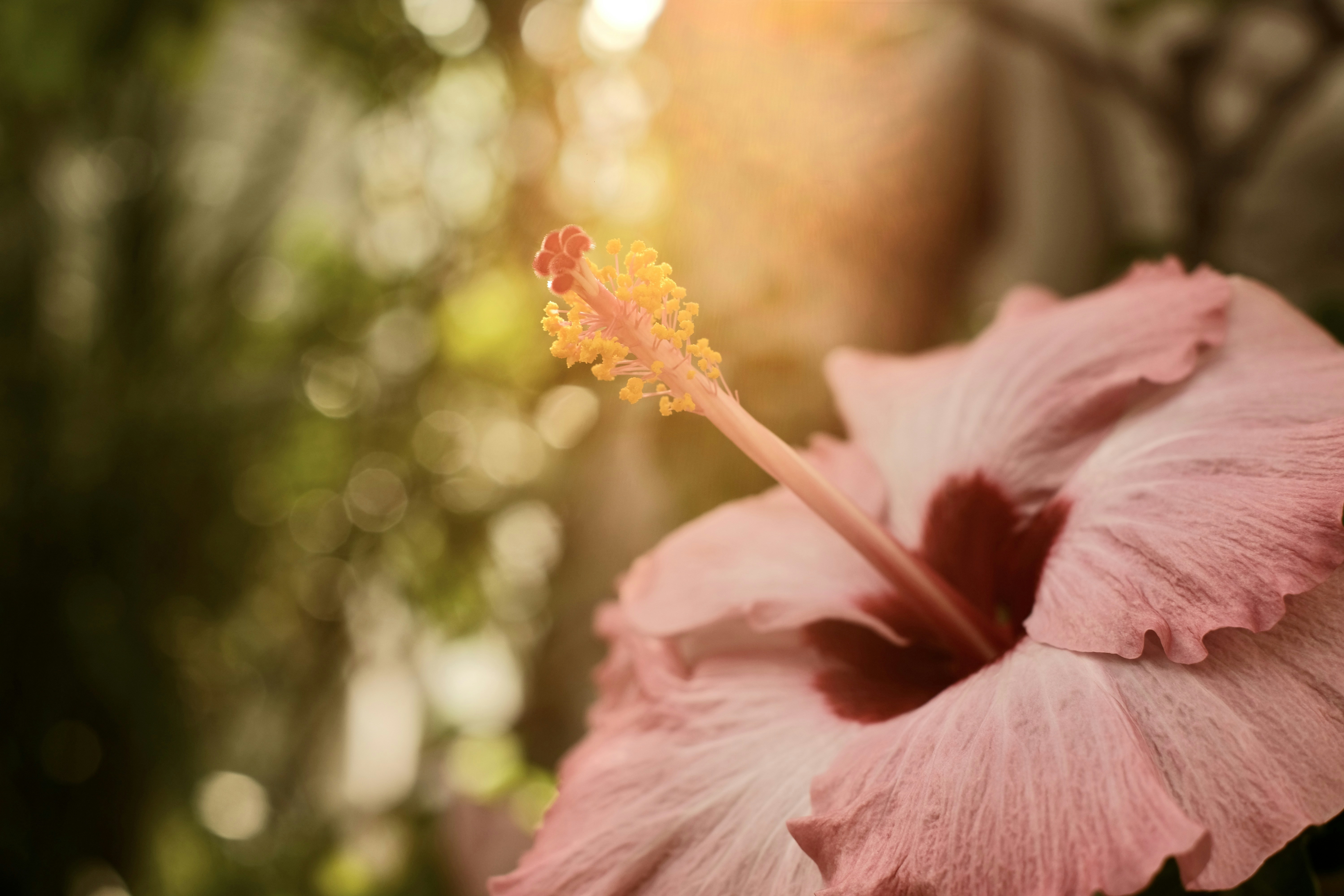 Sunlit Hibiscus Stamen: Coral-Pink Bloom Framed by Golden Bokeh