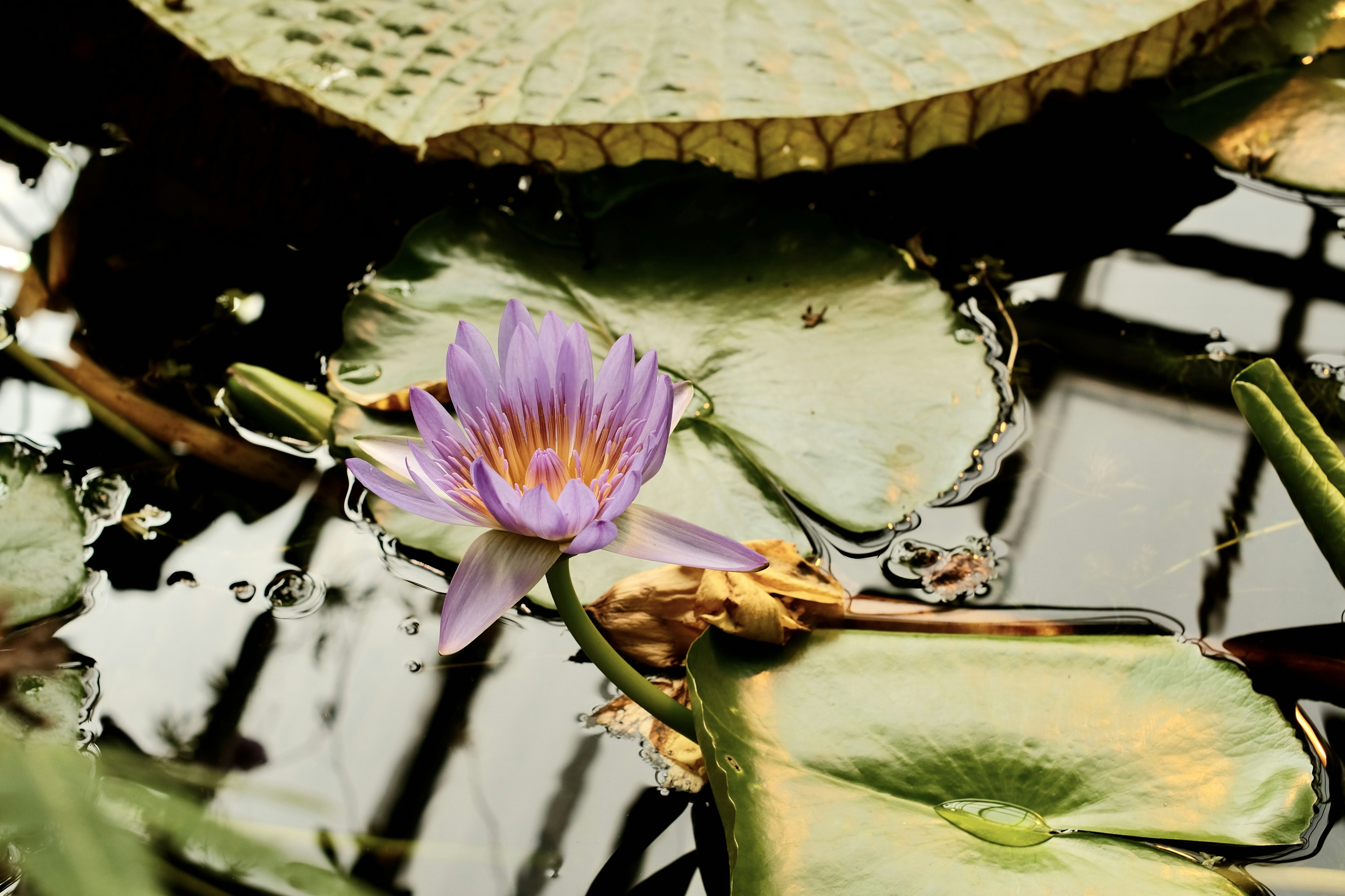 Solitary Purple Waterlily Amid Glassy Pond Reflections