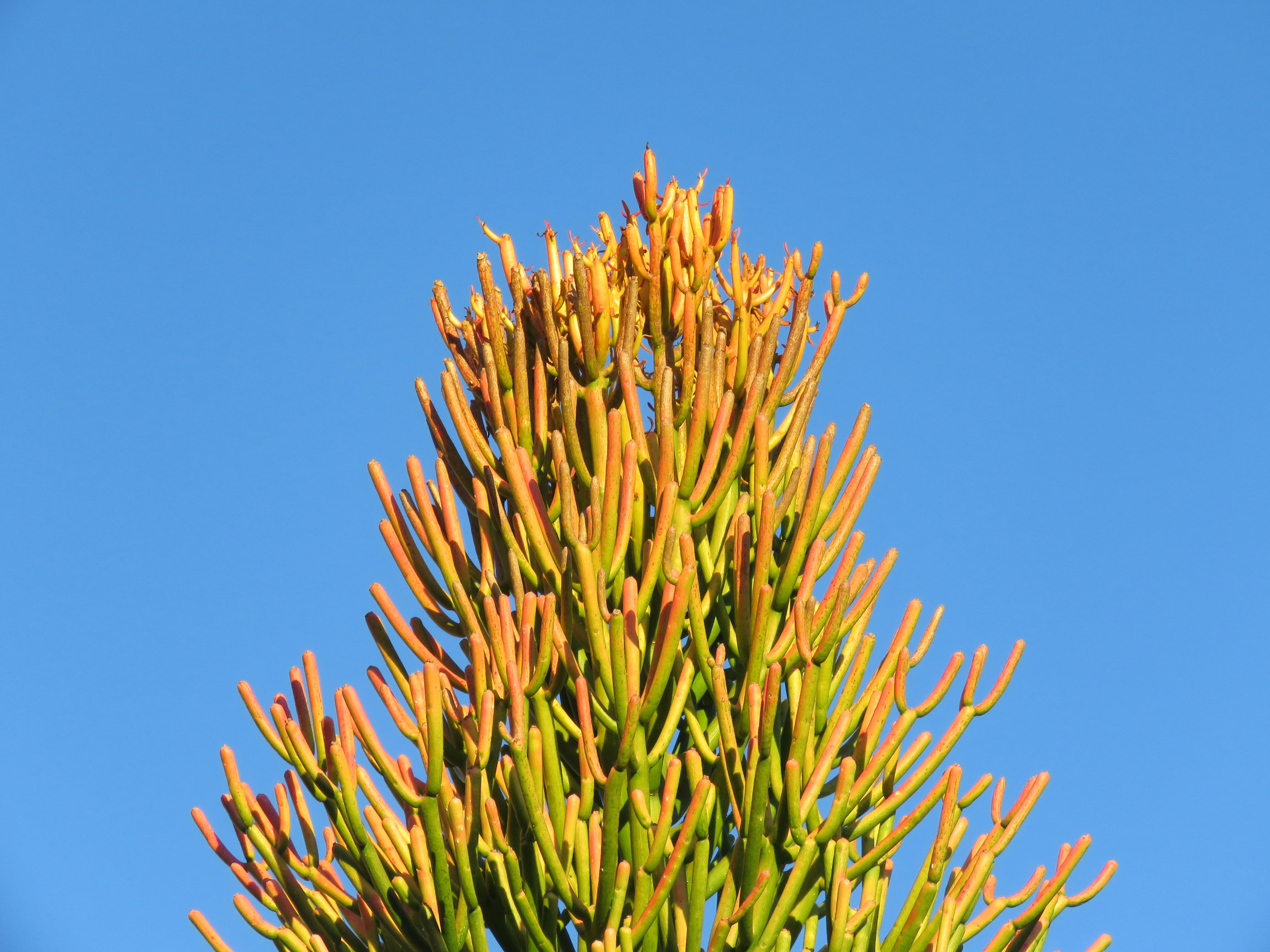 Photo by Samuel Mbiya Photography with Canon PowerShot SX60 HS