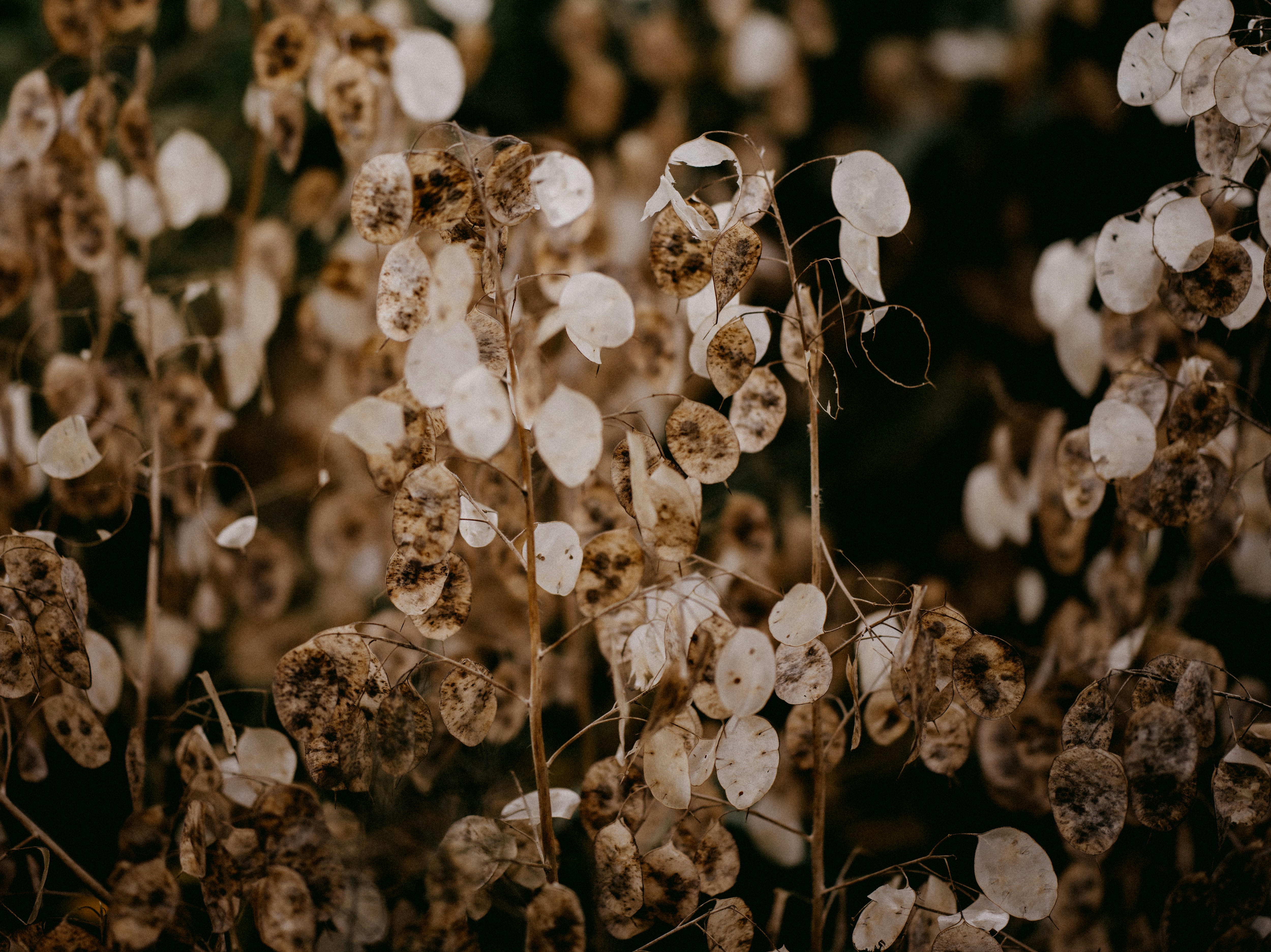 A close up of a bunch of dead flowers photo – Free Petal Image on Unsplash