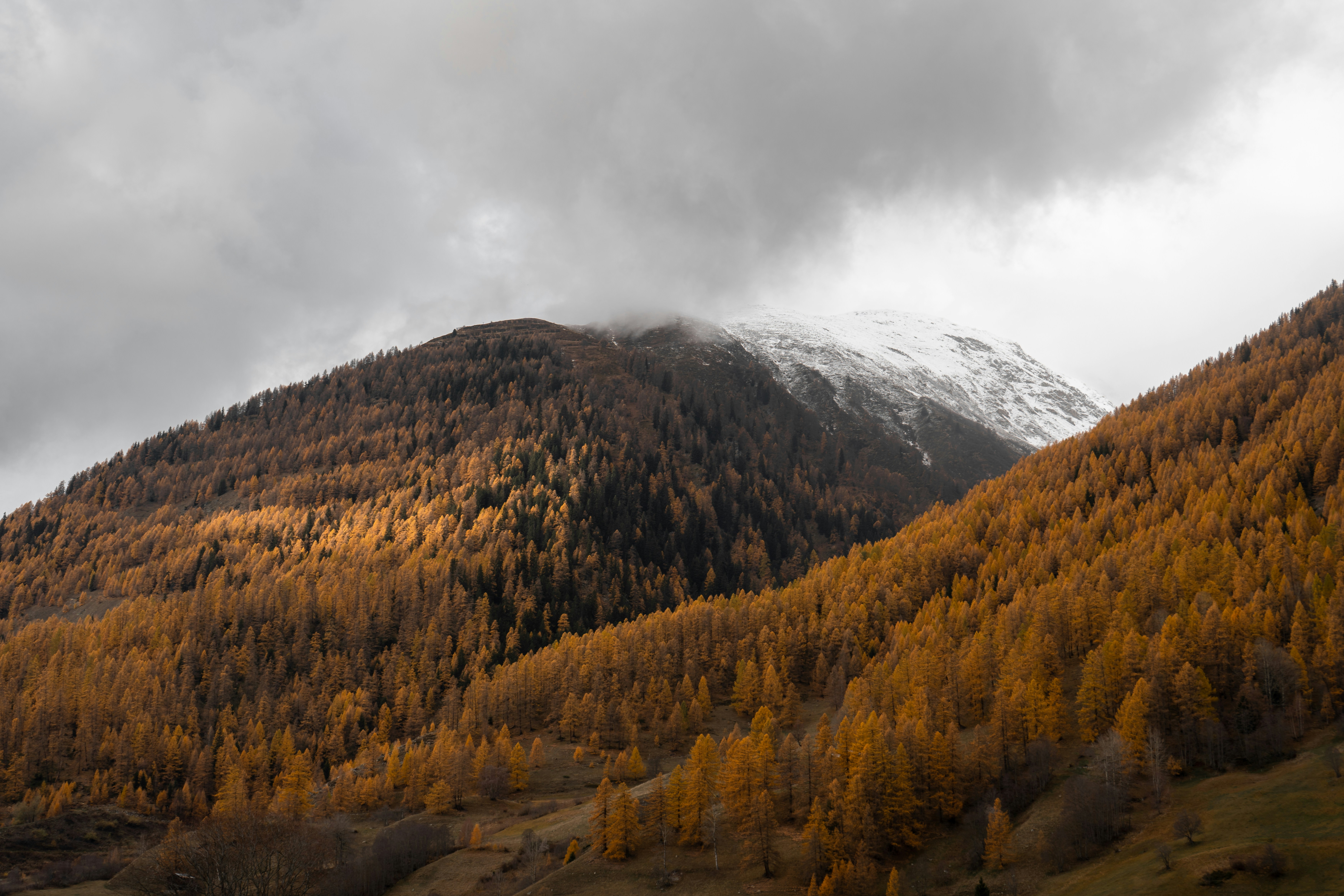 Autumnal forest blankets a mountain slope with vibrant orange foliage below a snow-covered summit and a dramatic cloudy sky.