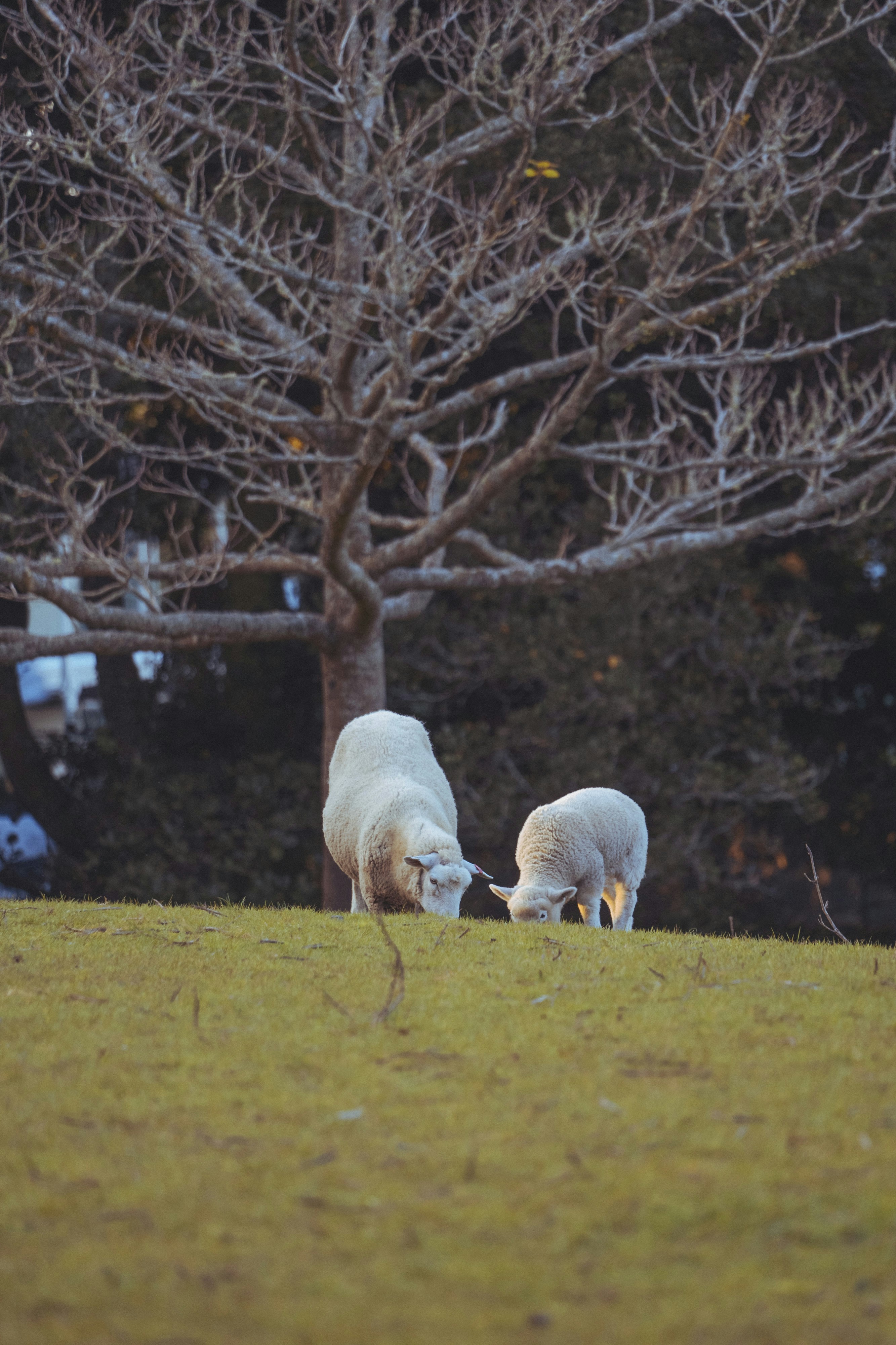 Grazing Duo Beneath a Leafless Sentinel