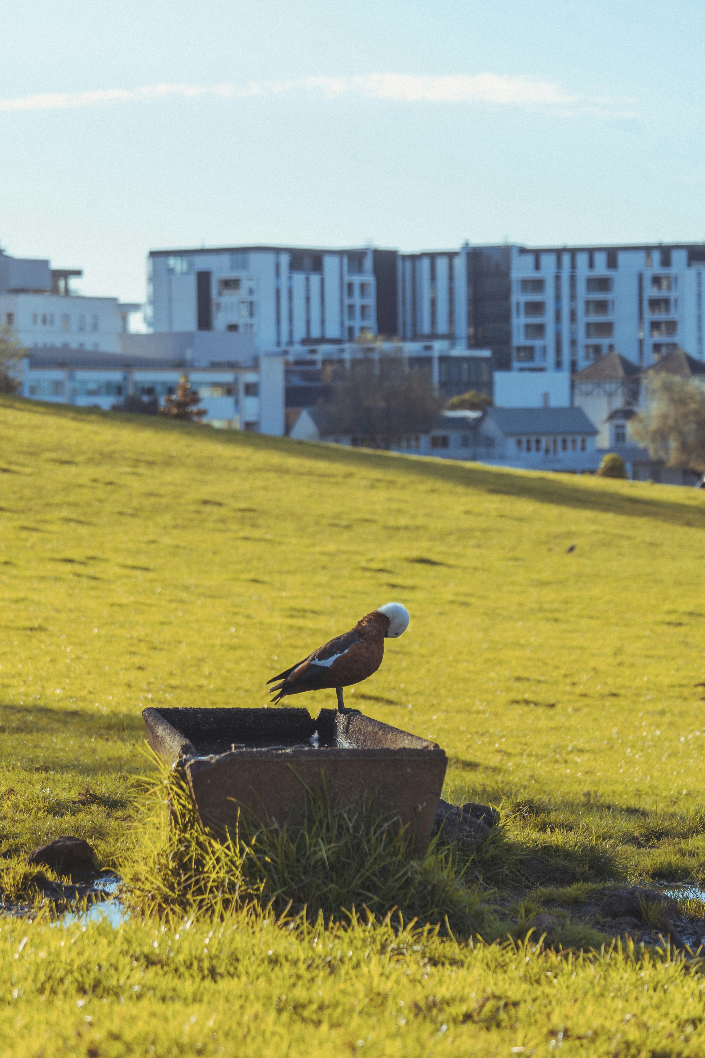 Sunlit Field, Urban Backdrop: A Bird Perched on a Weathered Trough