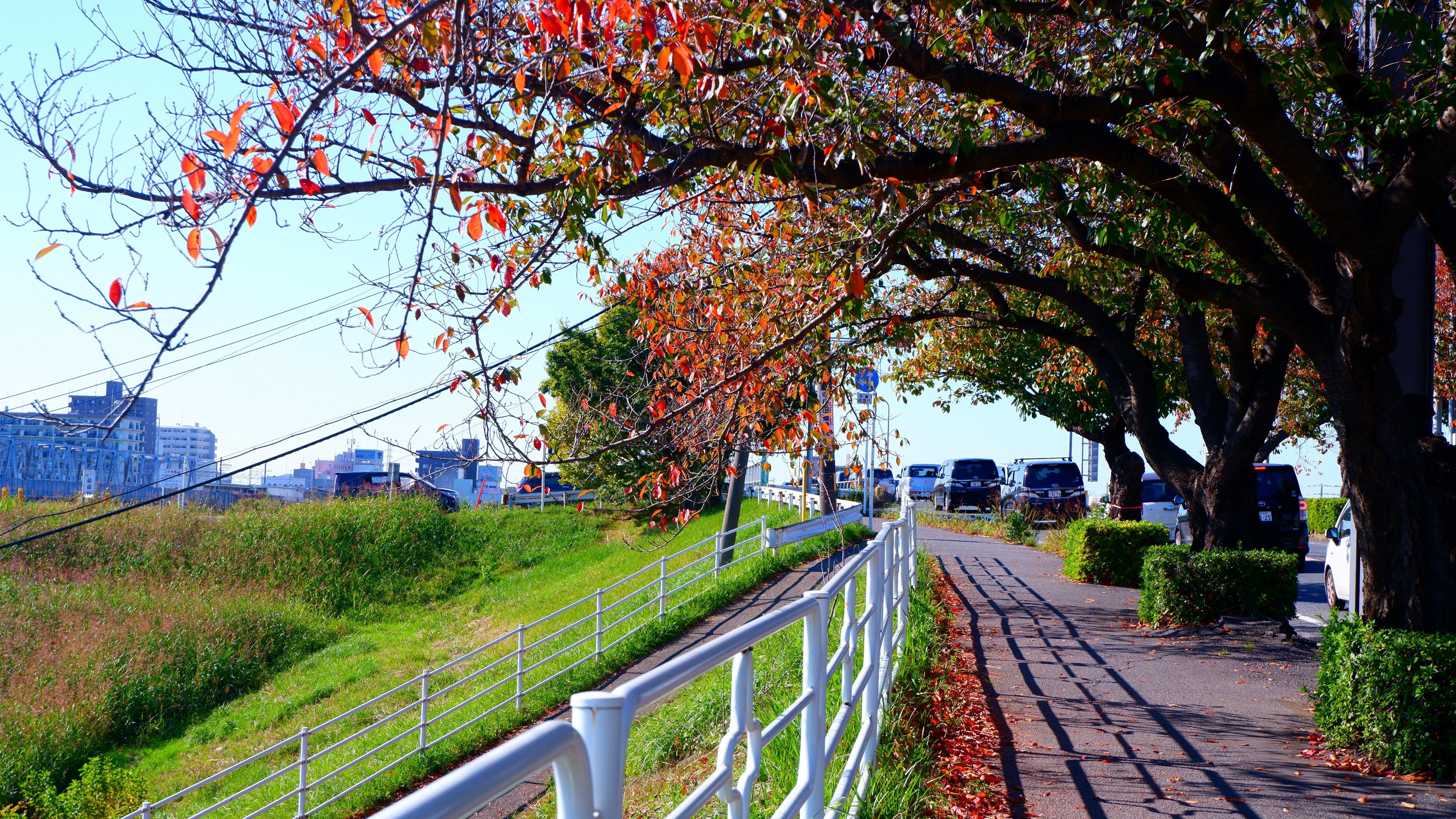 Autumn's Pathway: A Riverside Stroll