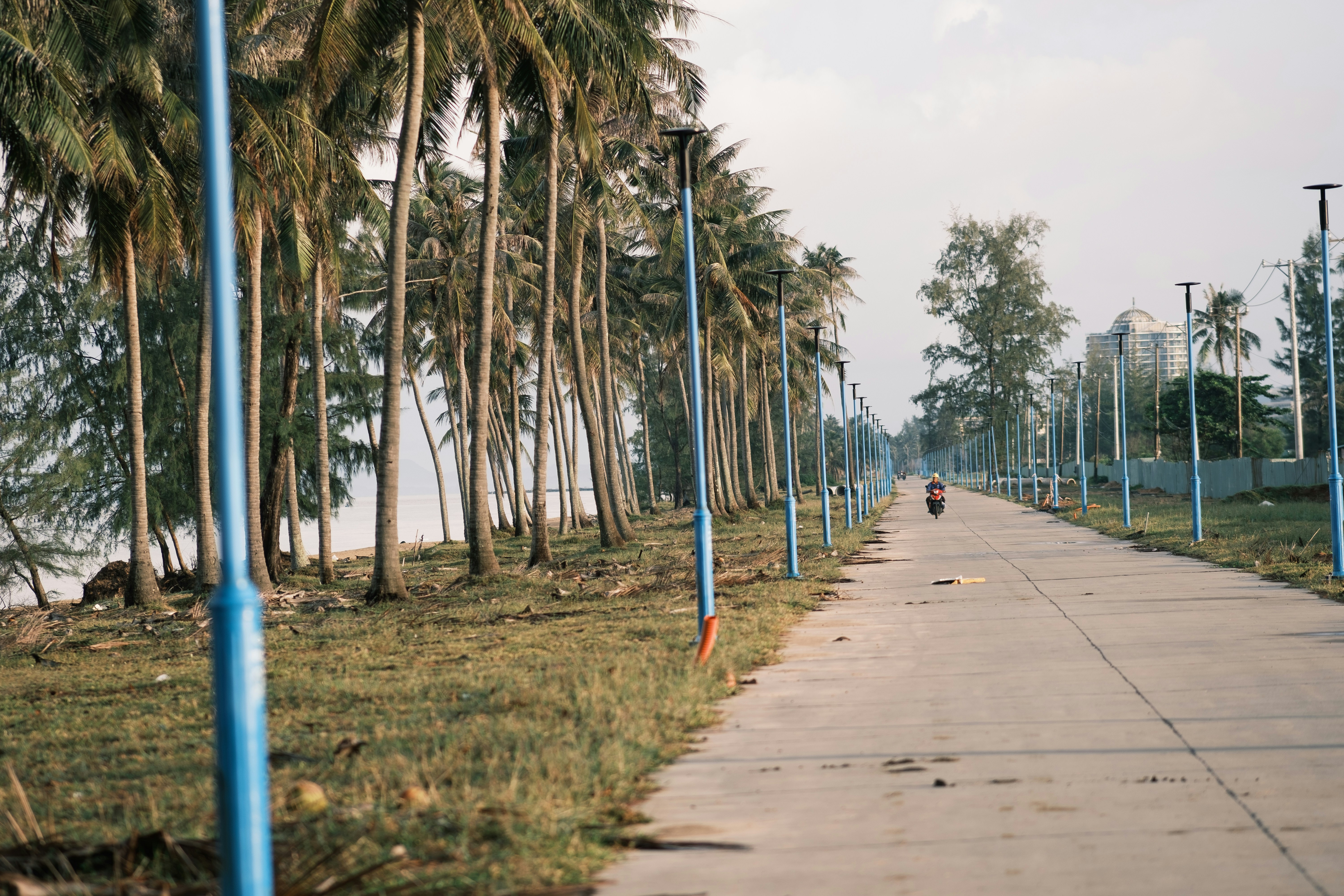 Palm-Lined Promenade: A Distant Rider on the Seaside Path