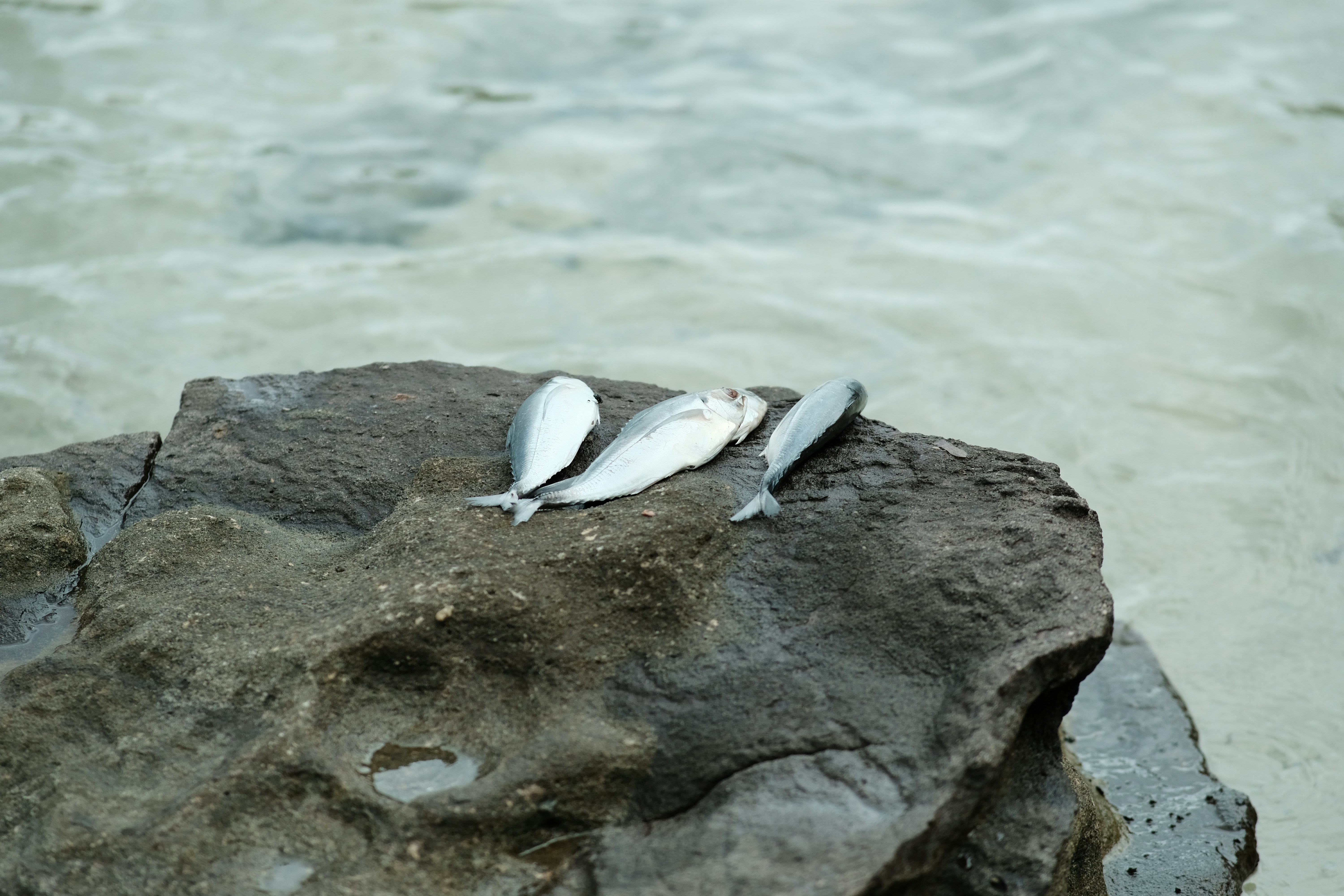 Two fish are laying on a rock by the water photo – Free Food Image on ...
