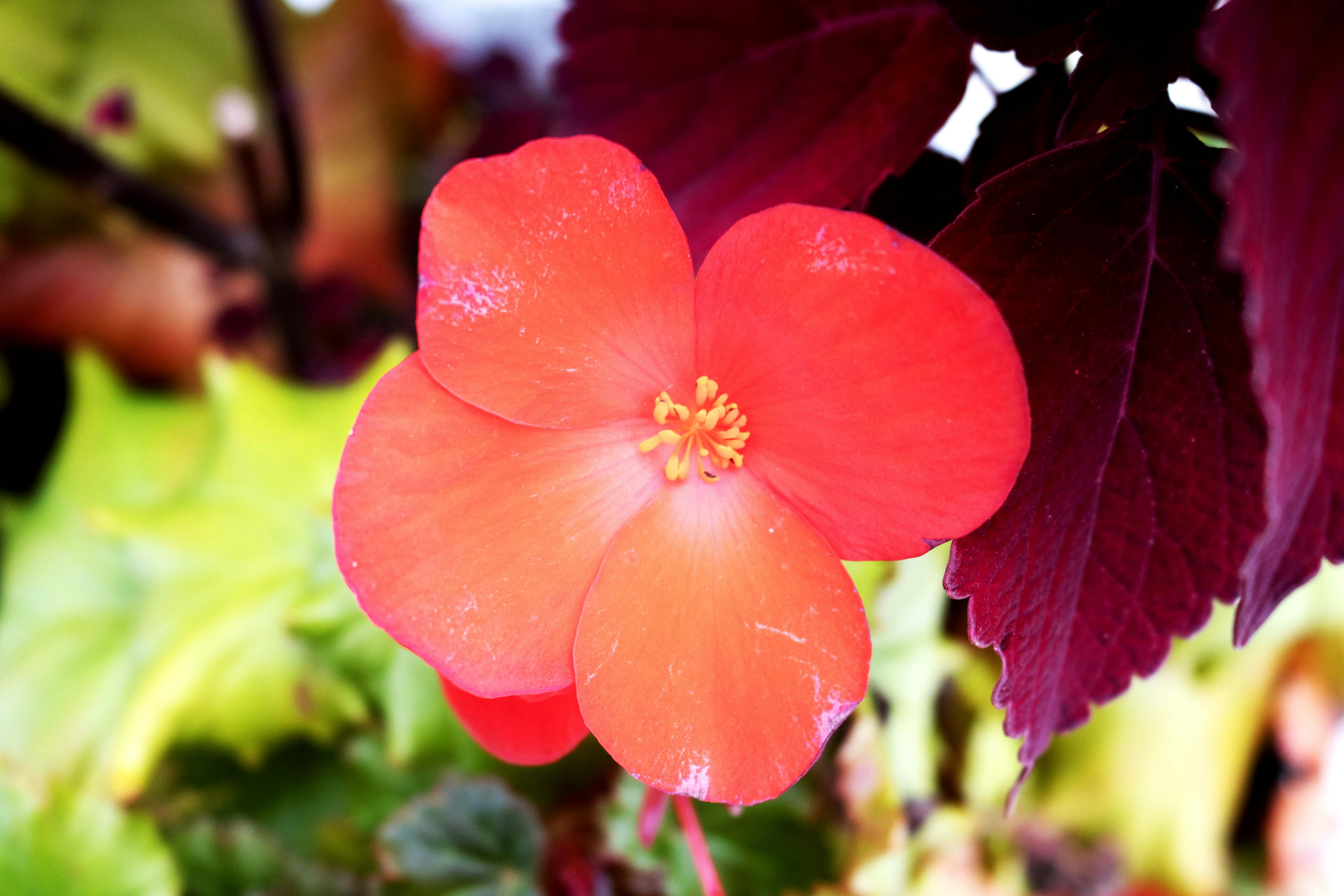 Petals of Fire: A Close-Up Red Begonia in a Warm Garden Glow