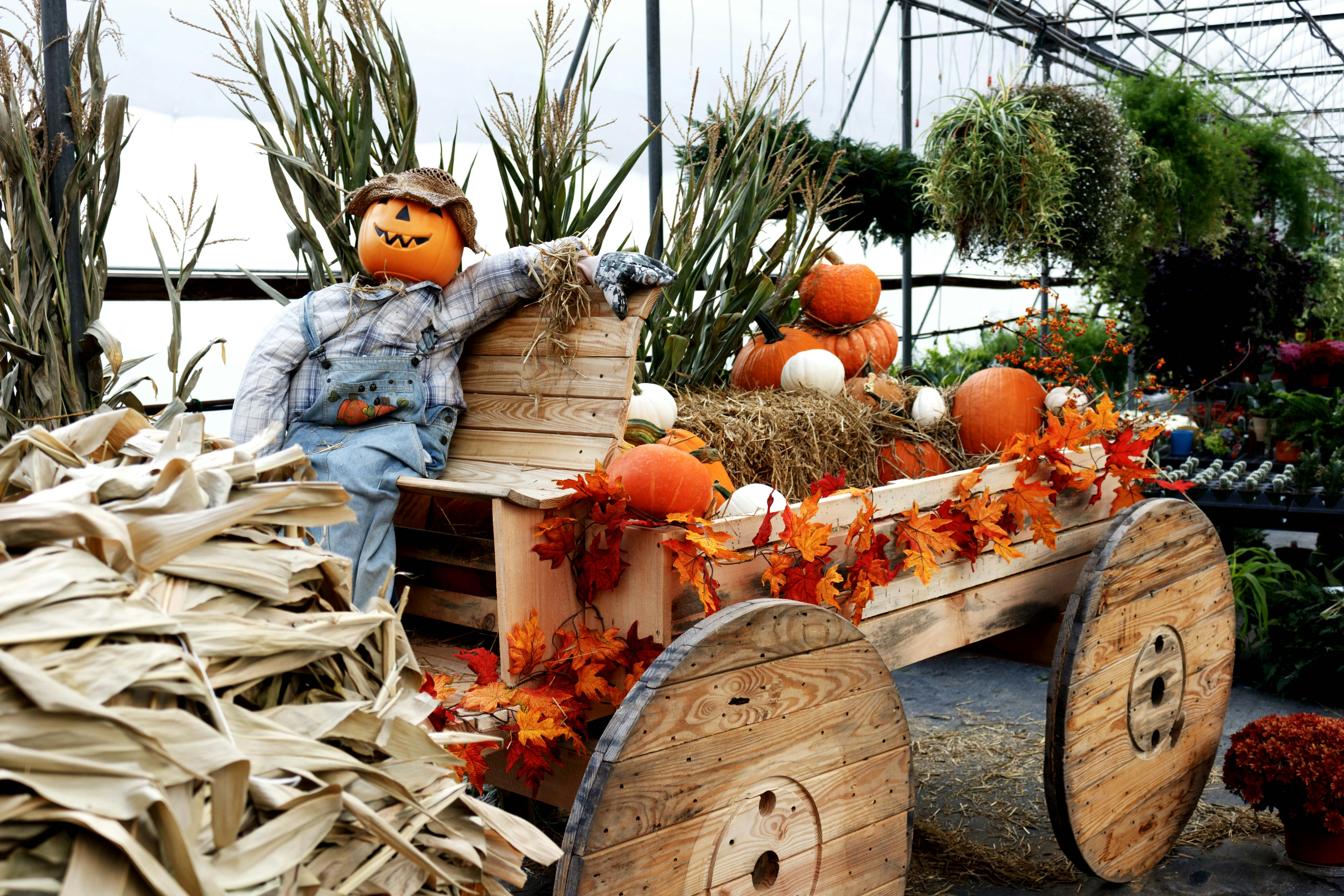 Pumpkin Cart at Dusk: Harvest Parade in Front of a Cozy Greenhouse