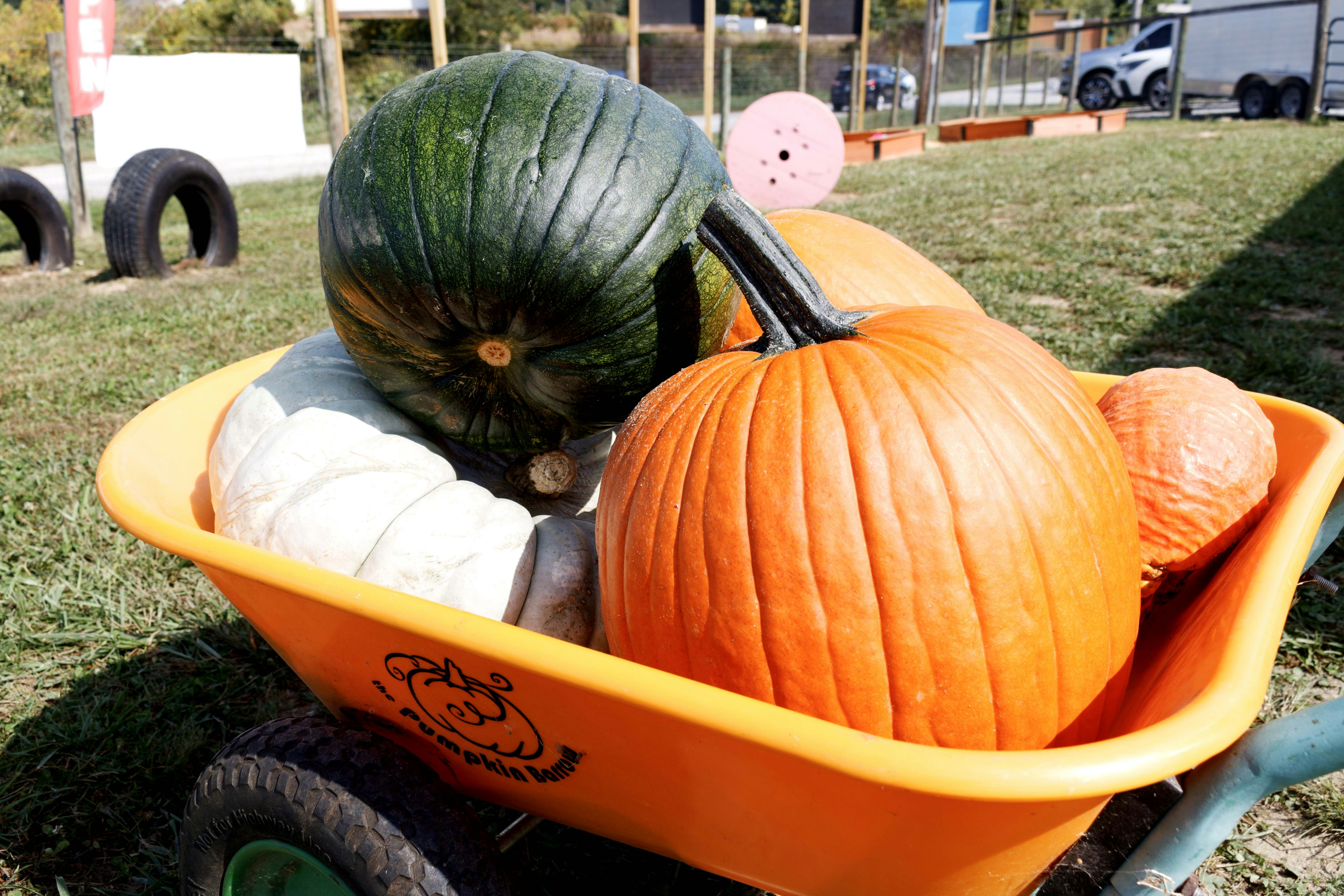 A wheelbarrow filled with pumpkins and squash photo – Free Squash Image ...