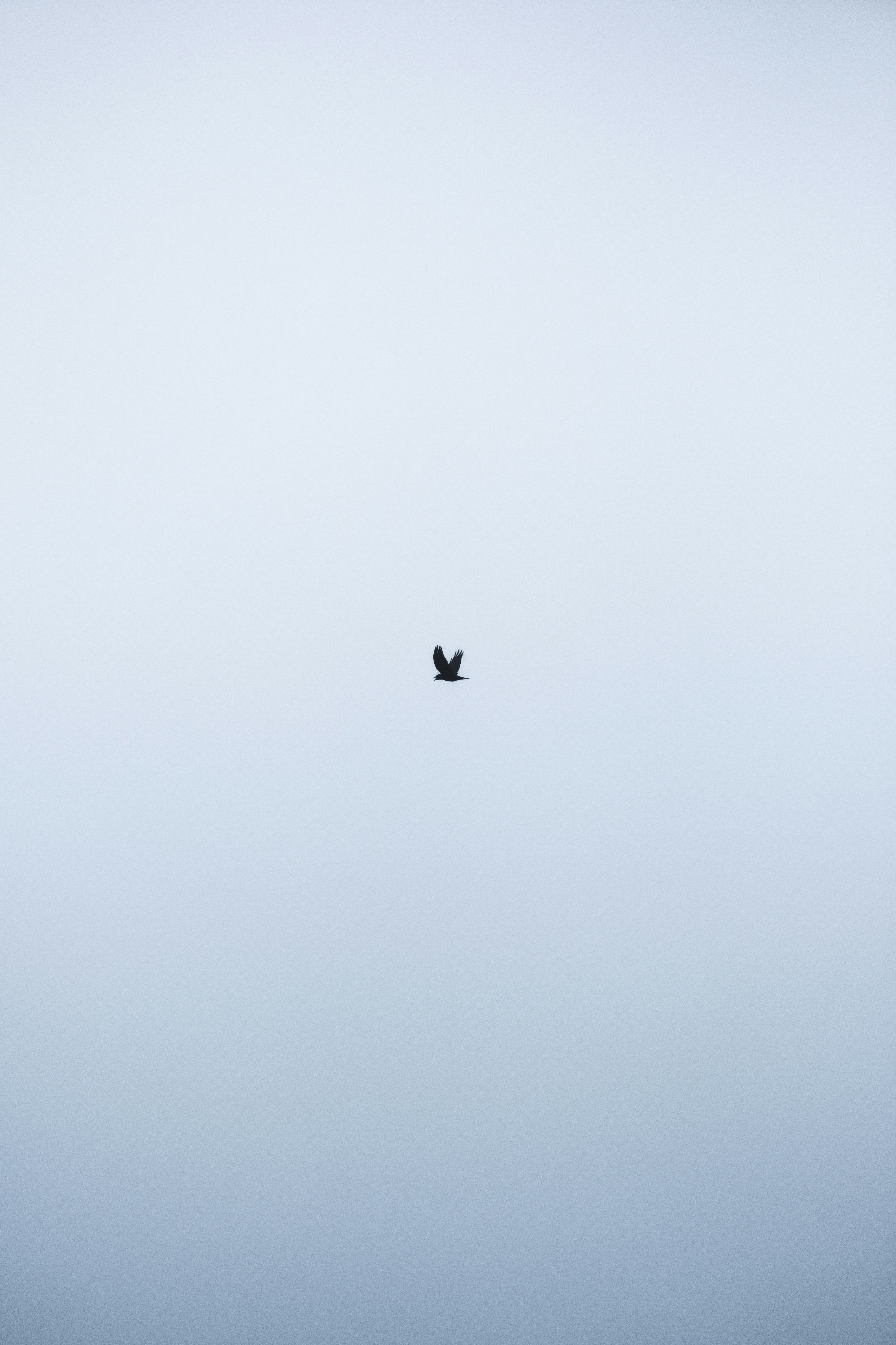 Solitary Flight: A lone bird traces a quiet arc across a pale blue expanse