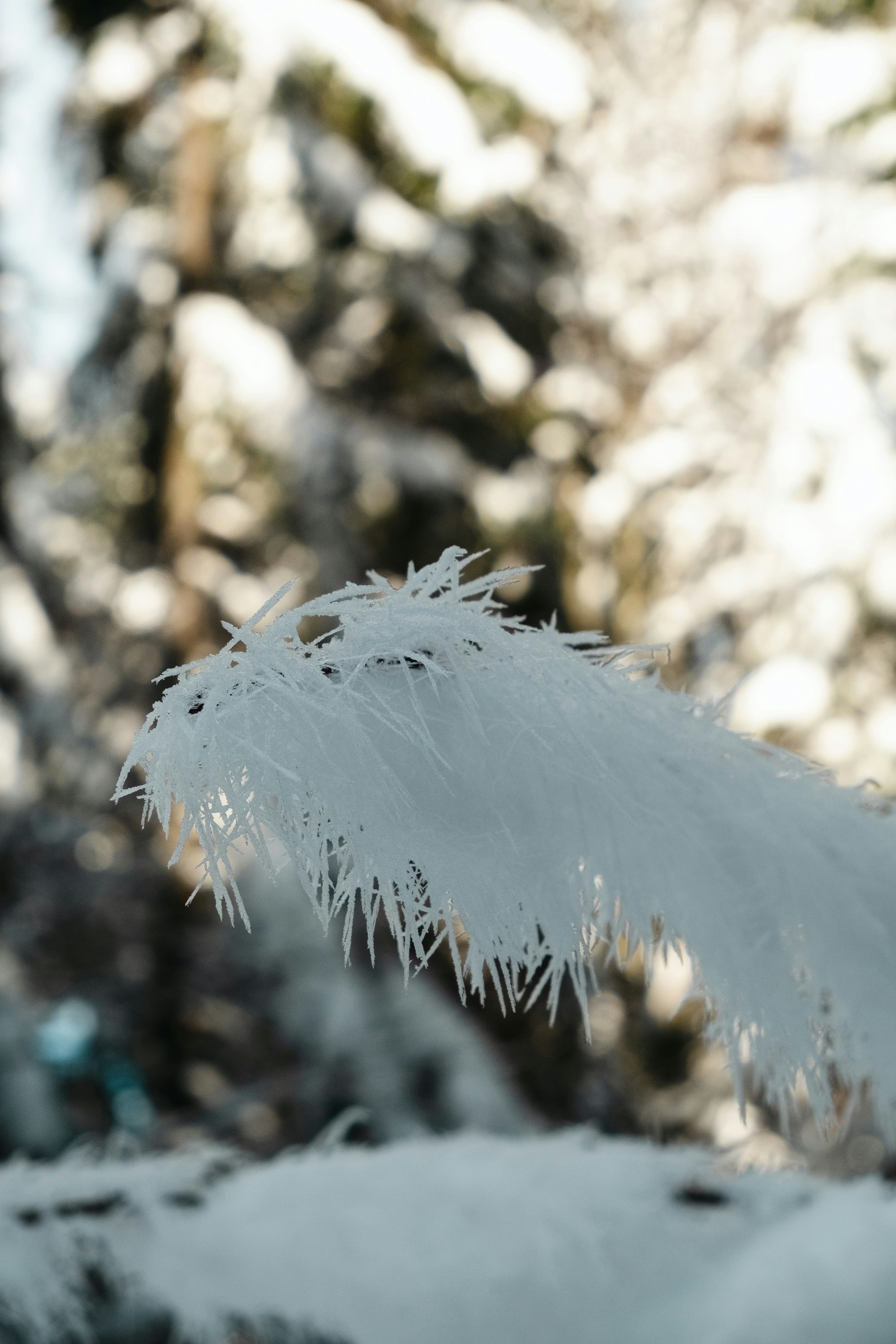 A close up of a leaf covered in snow photo – Free Snow Image on Unsplash