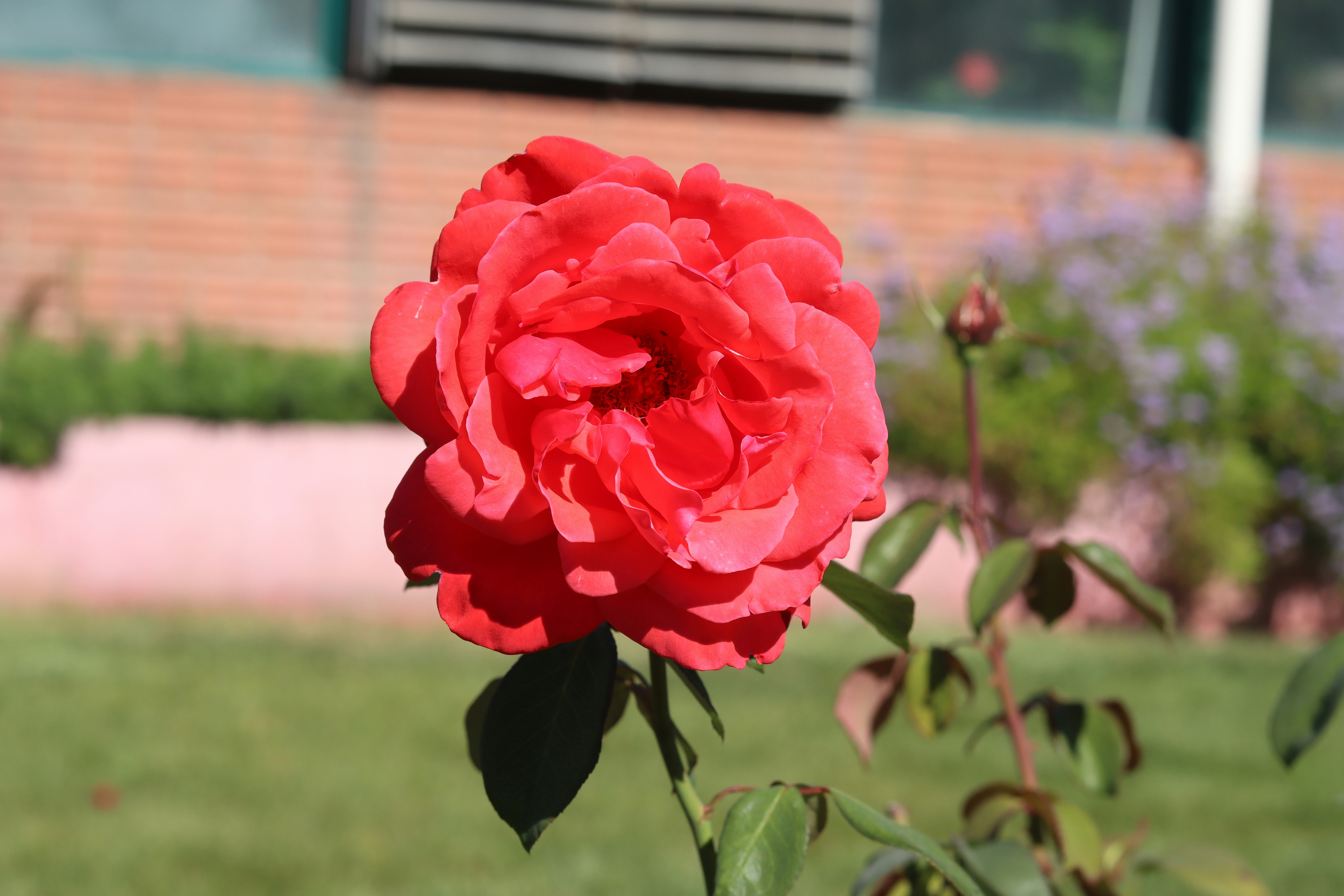 Crimson Rose in Focus: A Solitary Bloom Against a Soft Garden Blur