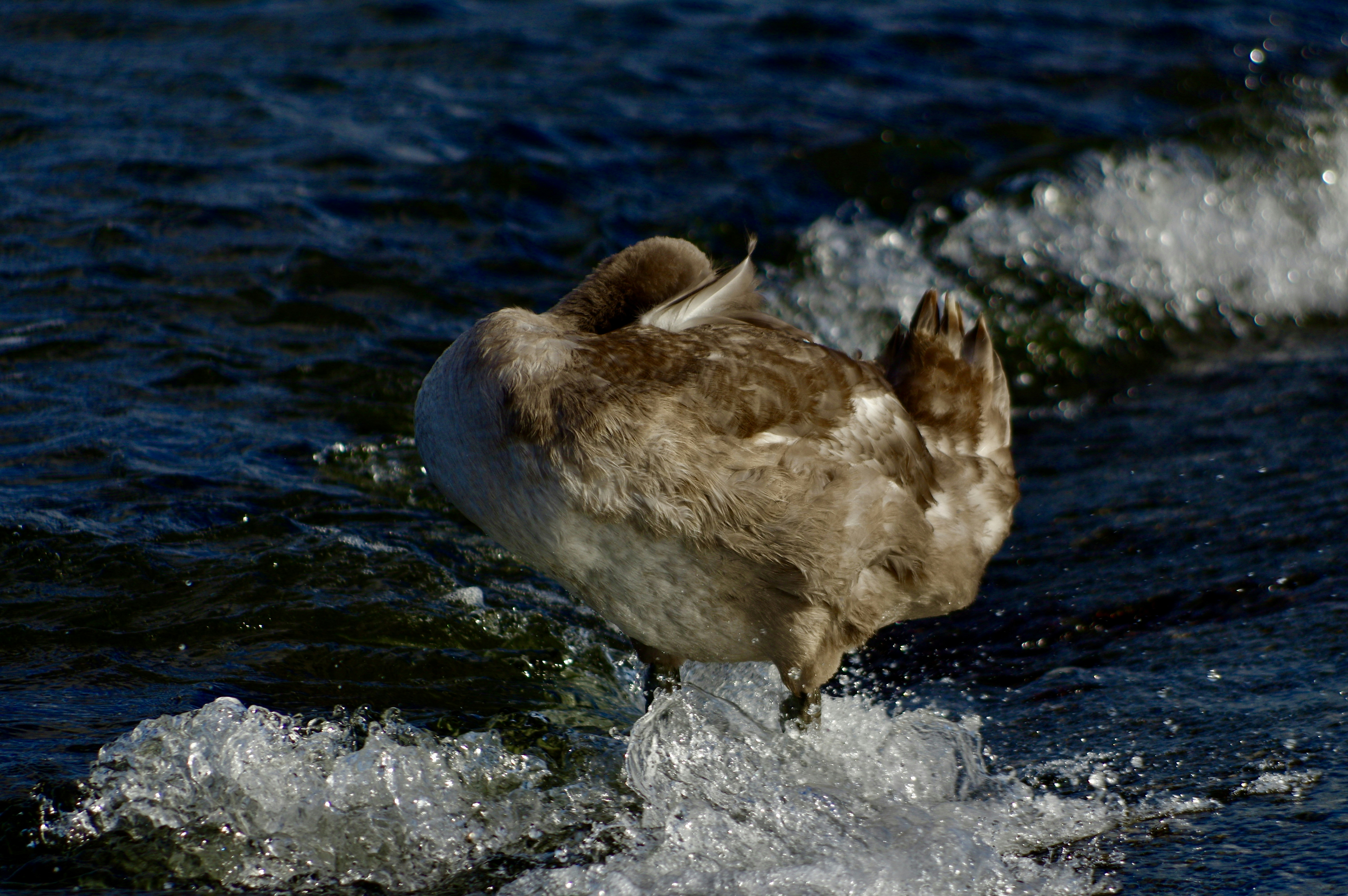 On the Crest: A Seabird Balancing Through a Splashing Wake