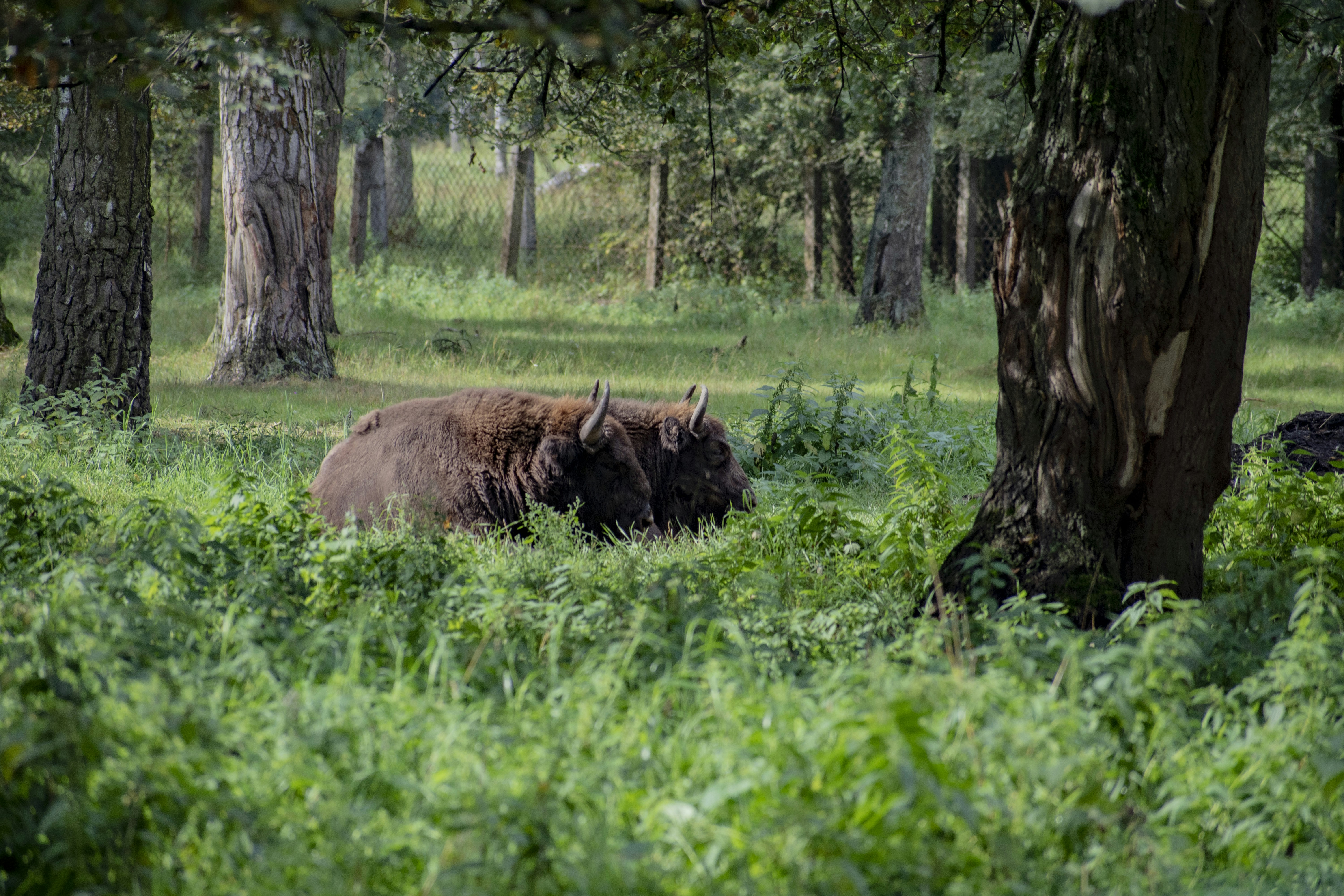 A bison standing in the middle of a forest photo – Free Tree Image on ...
