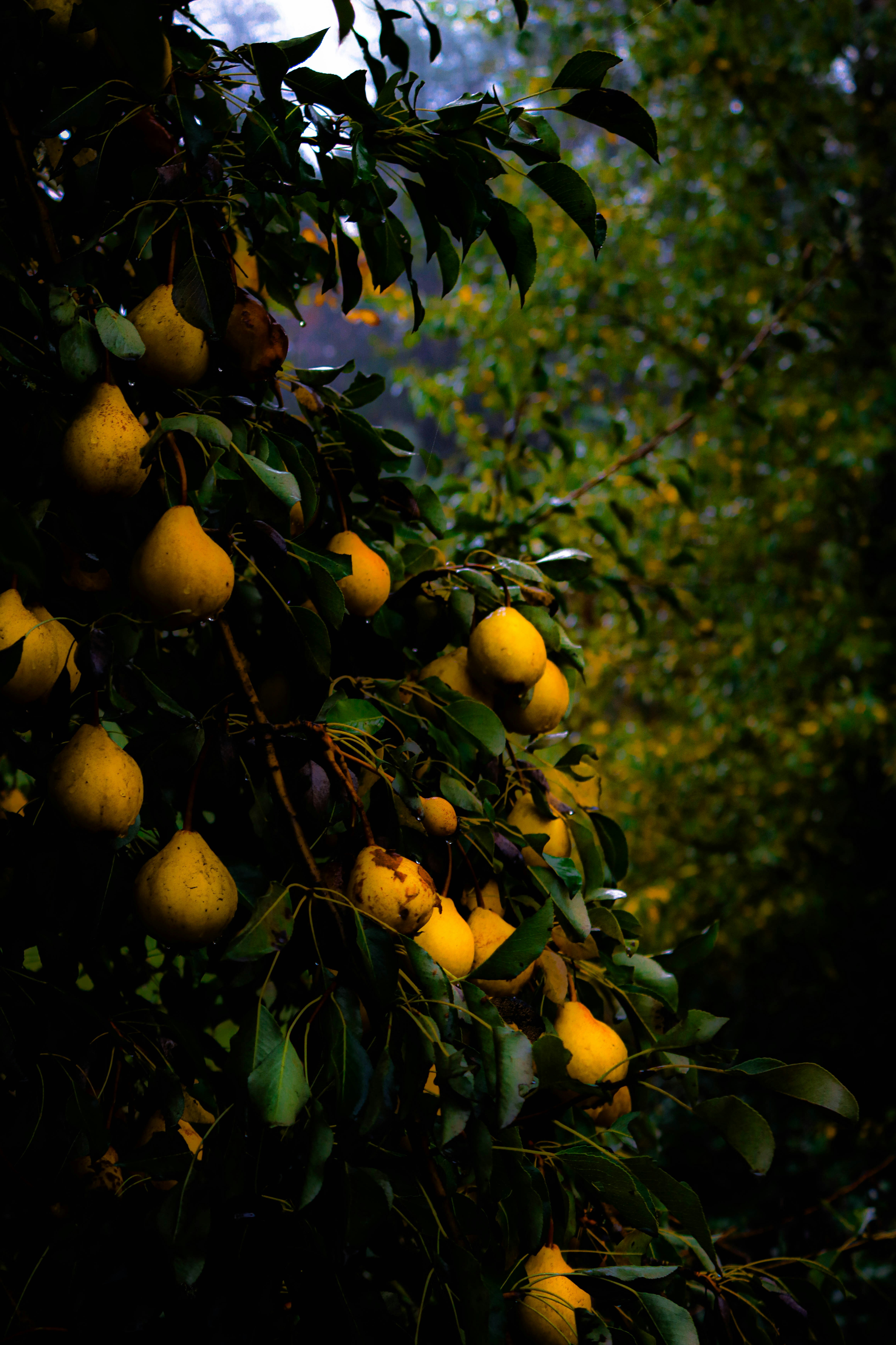 Golden Pears Draped in a Shadowed Canopy