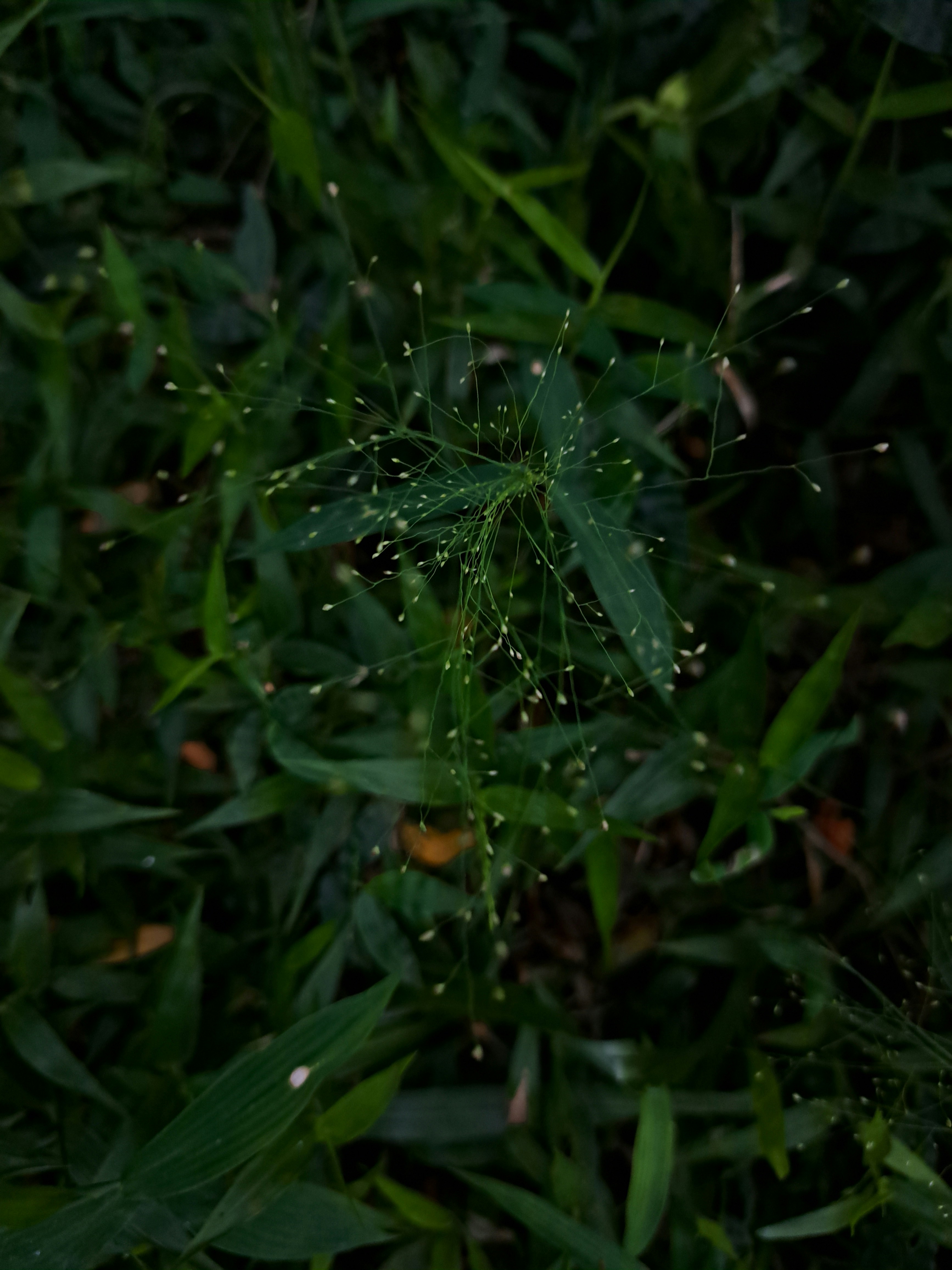 Dew-Laced Filaments in a Moonlit Grass Bed