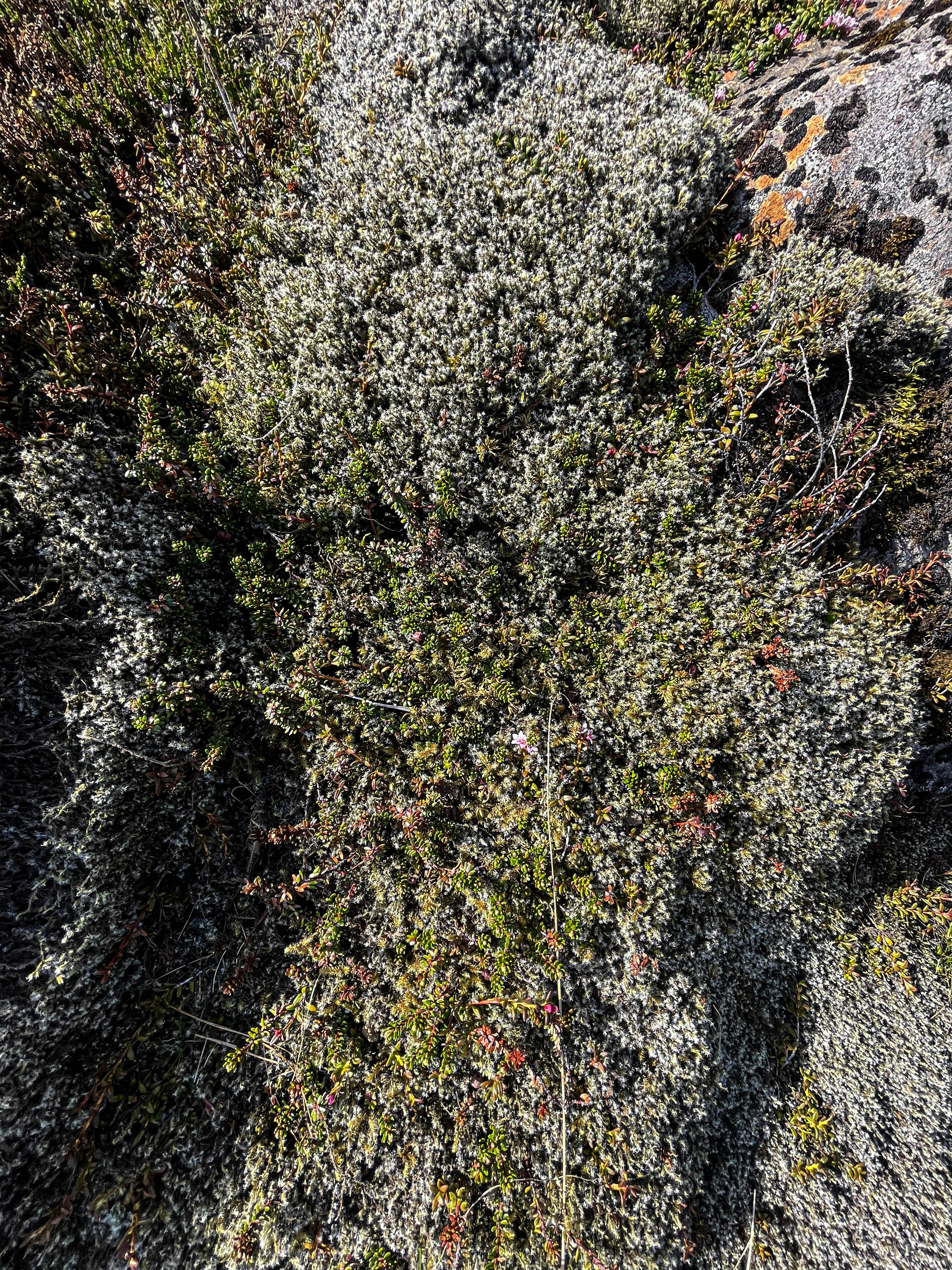 Lichen Lace on Weathered Granite