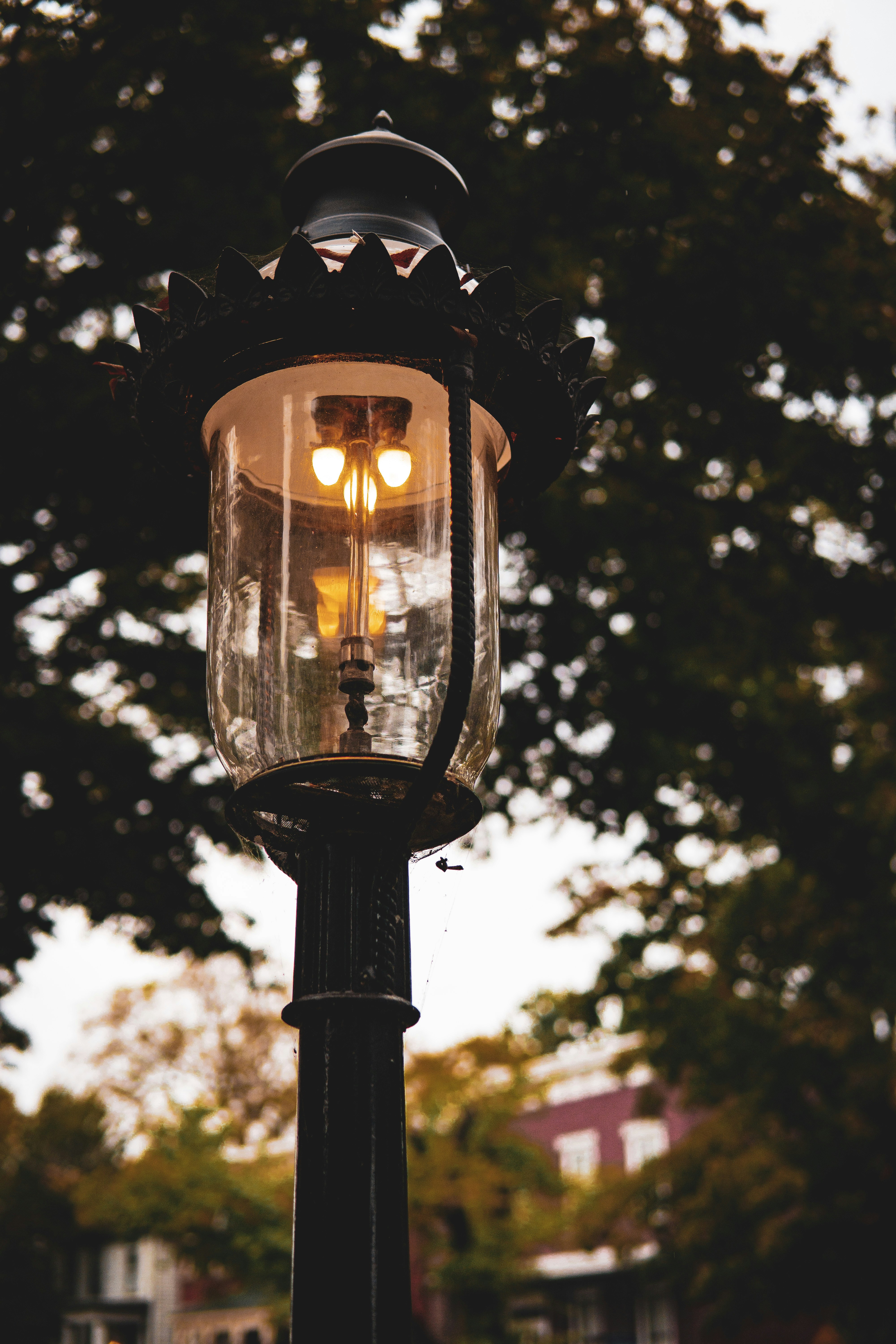 A lamp post with a tree in the background photo – Free Lamp Image on ...