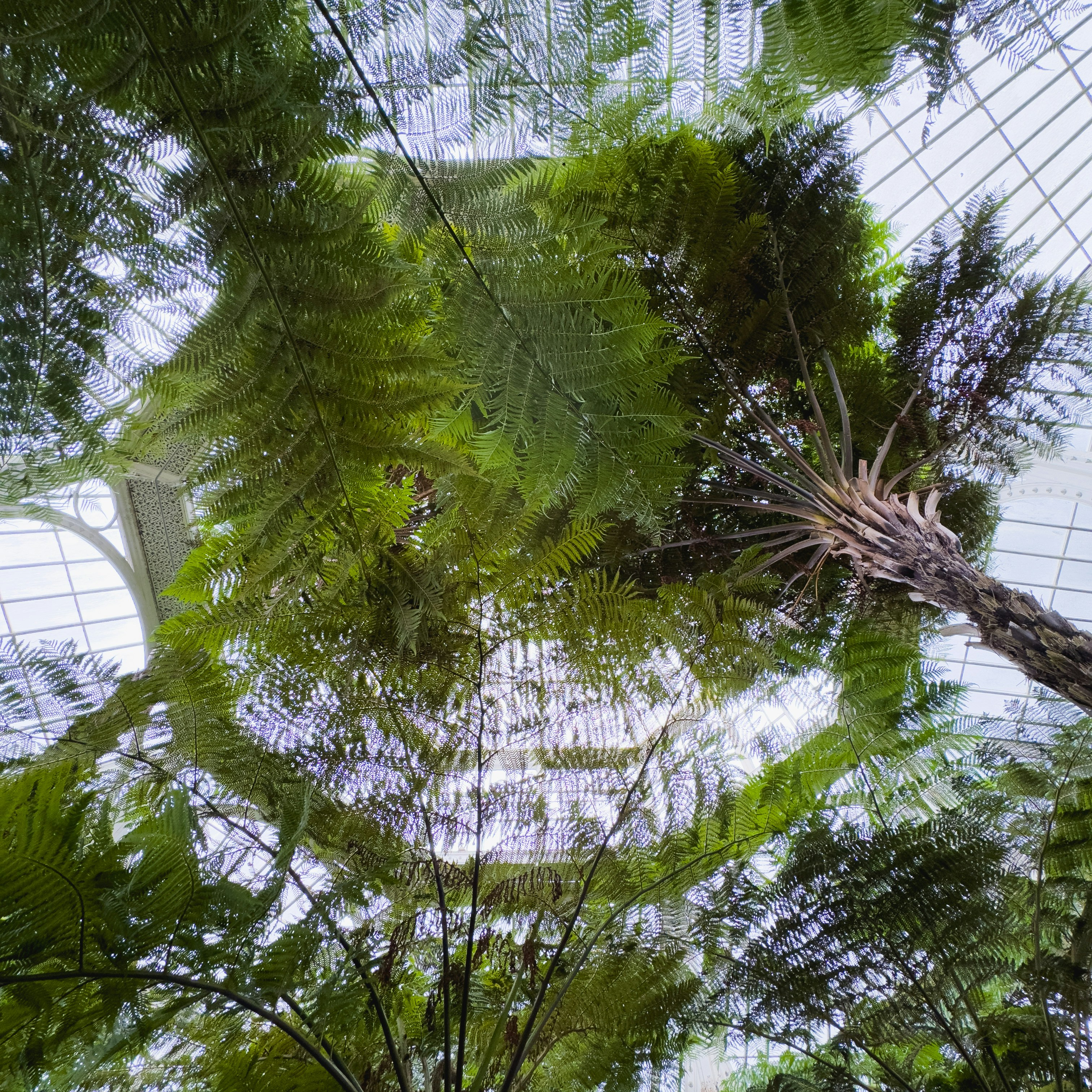 A view up into the canopy of a tree photo – Free Wilhelma Image on Unsplash