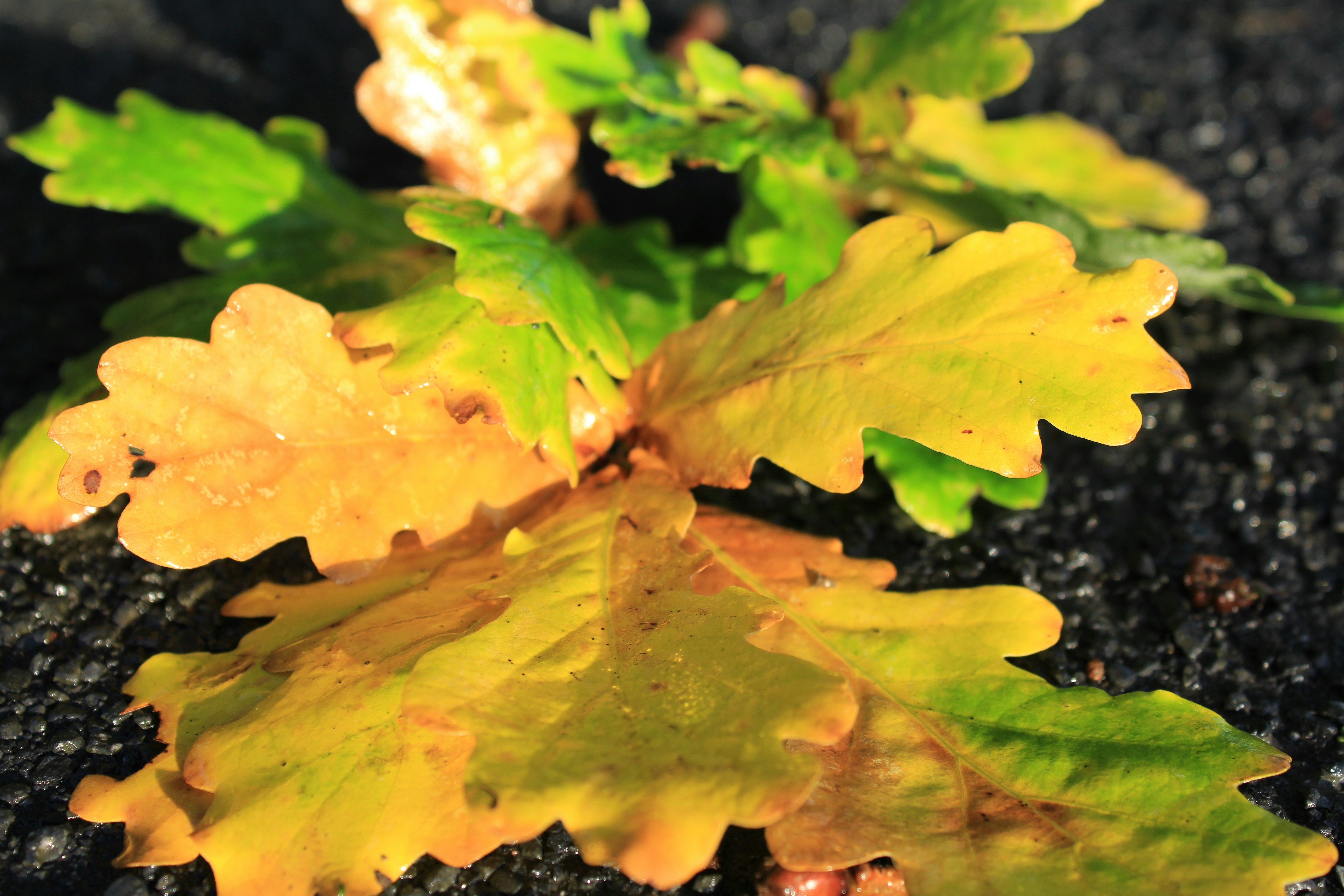 Golden Oak Leaves Scatter Across a Dark Asphalt Canvas