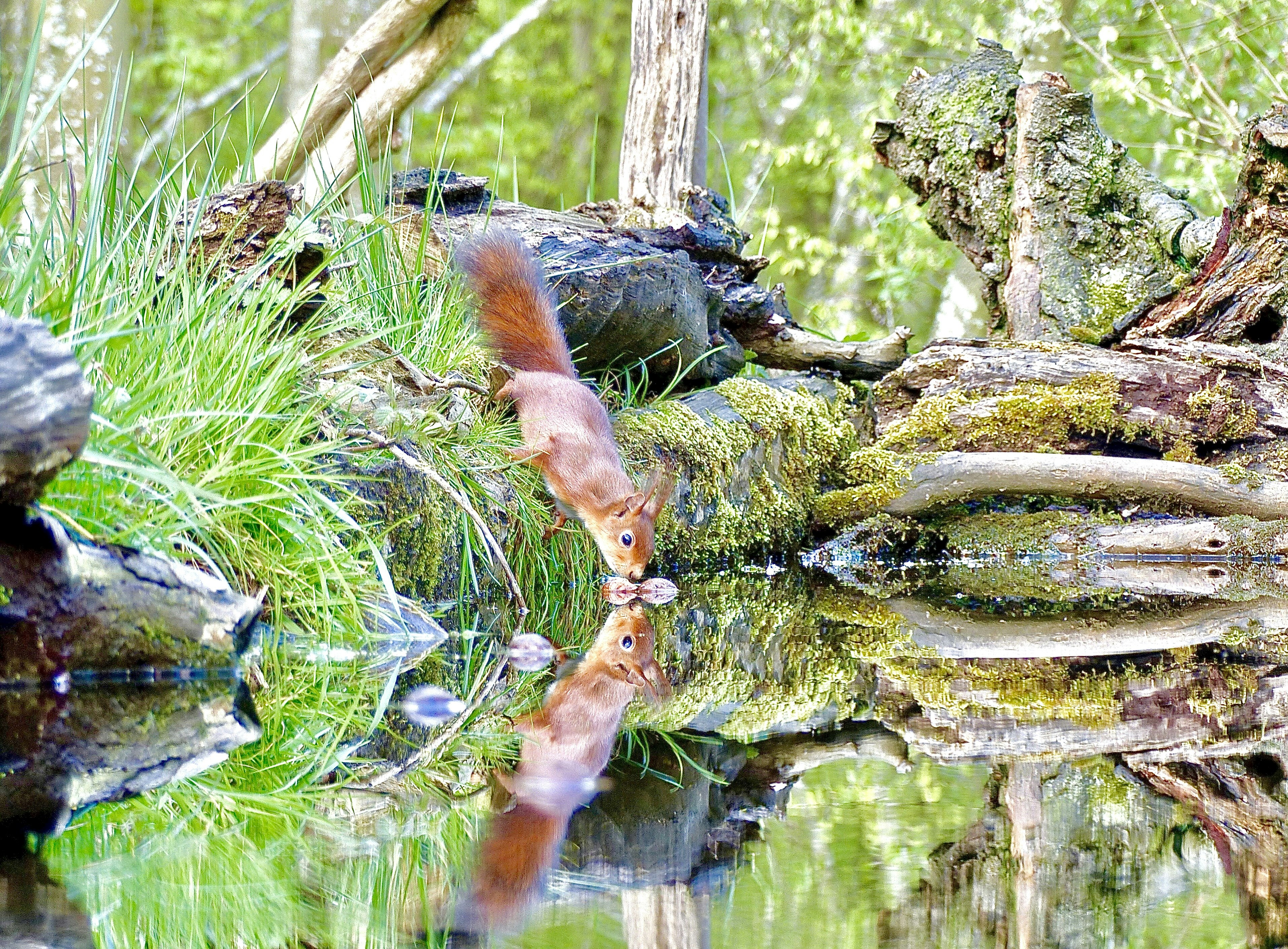Red Squirrel's Quiet Convergence: Moss, Log, and Reflection