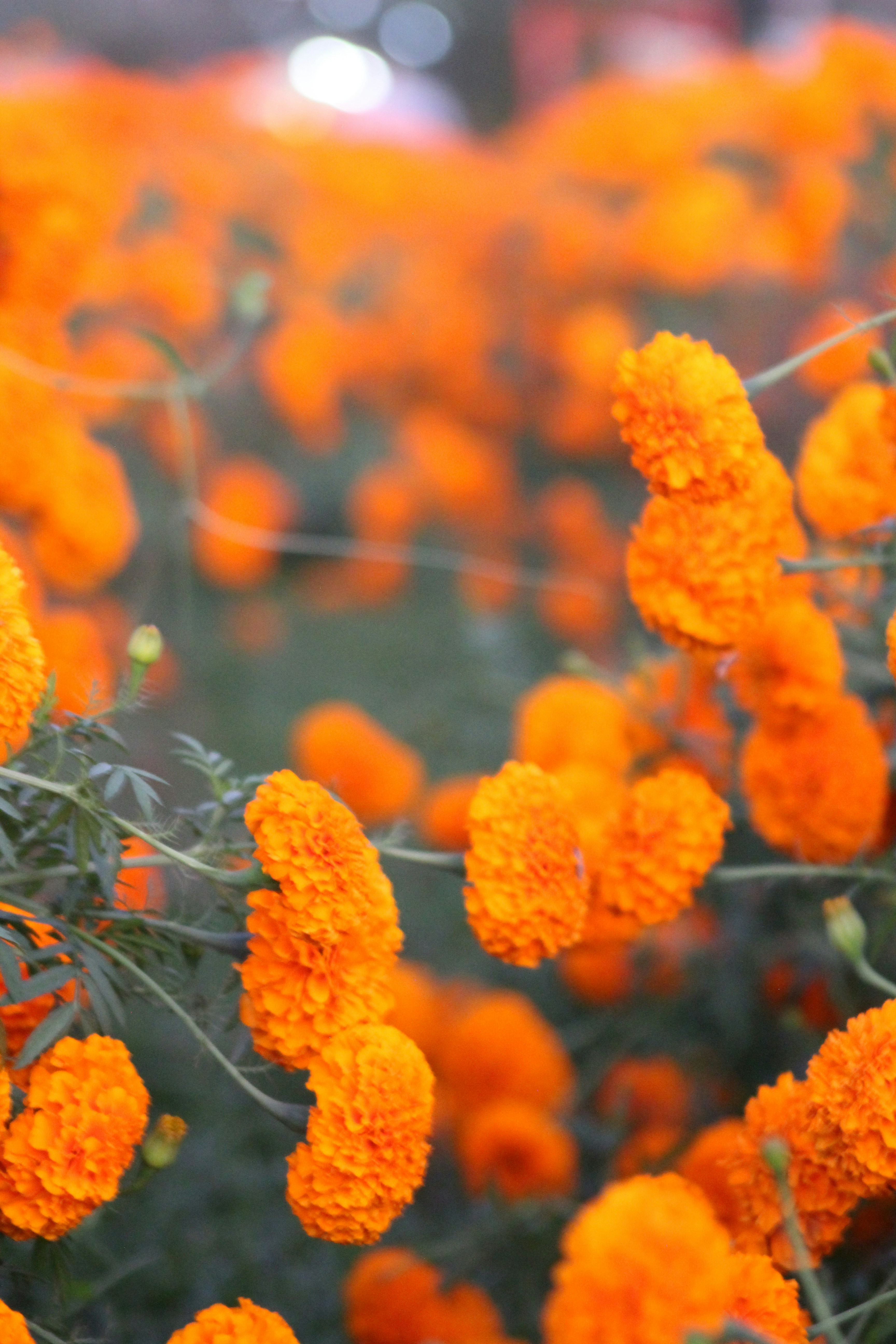 Amber Threads: Close-Up of Marigold Bloom in a Dreamy Field