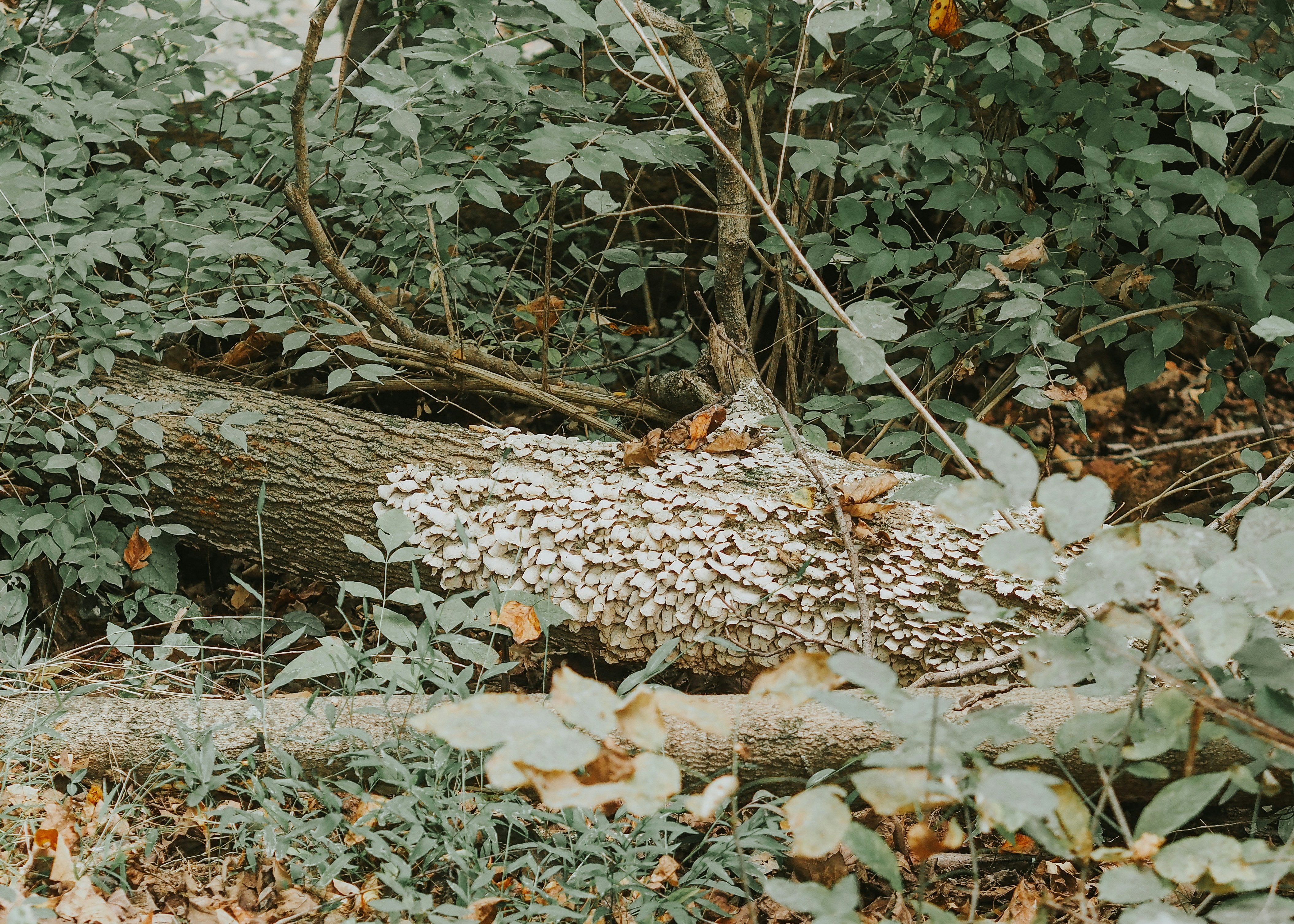 Pale Shelf Fungus on a Fallen Log in the Shaded Forest Understory