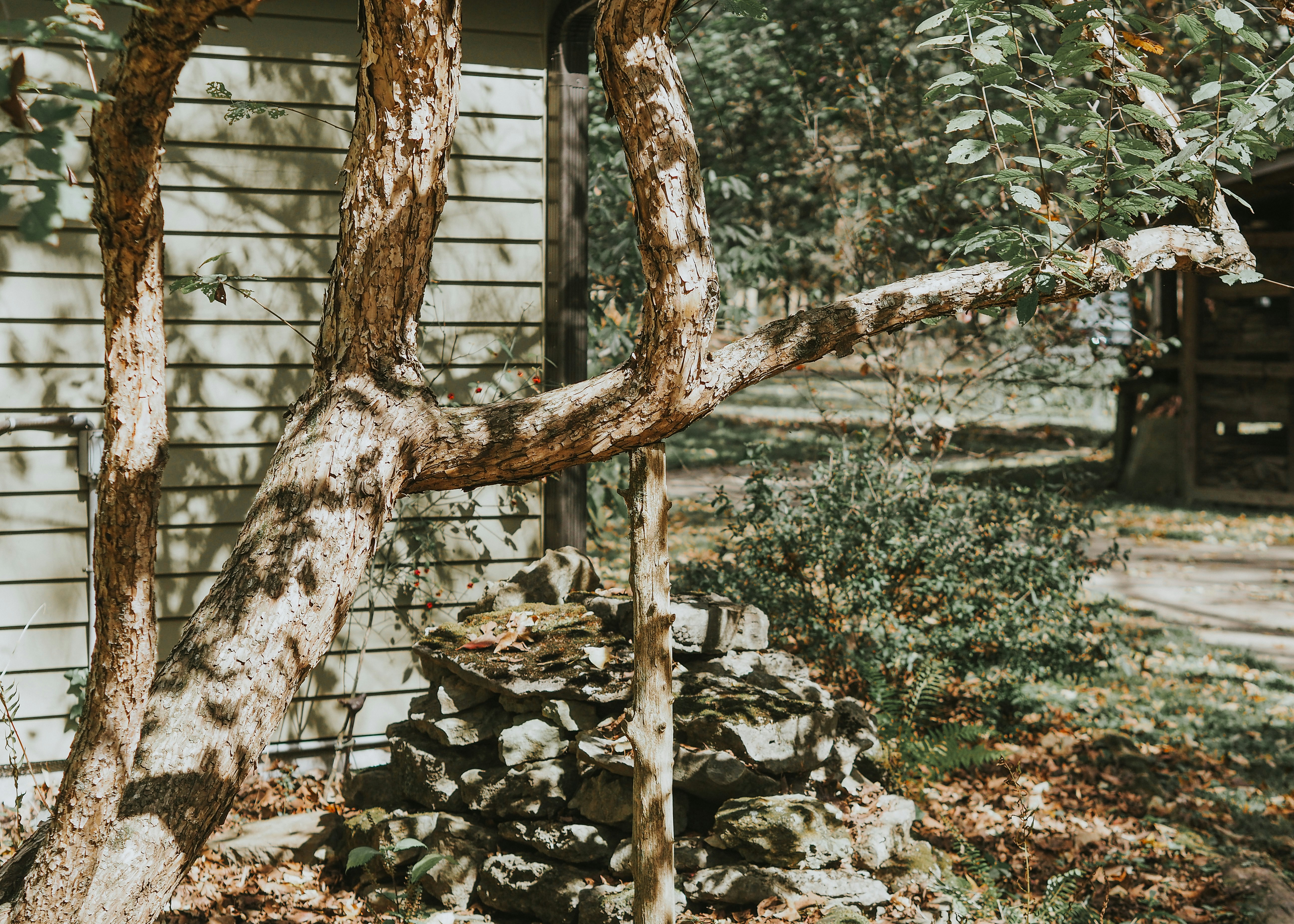 Un arbre penché au-dessus d’un tas de pierres devant une maison photo ...