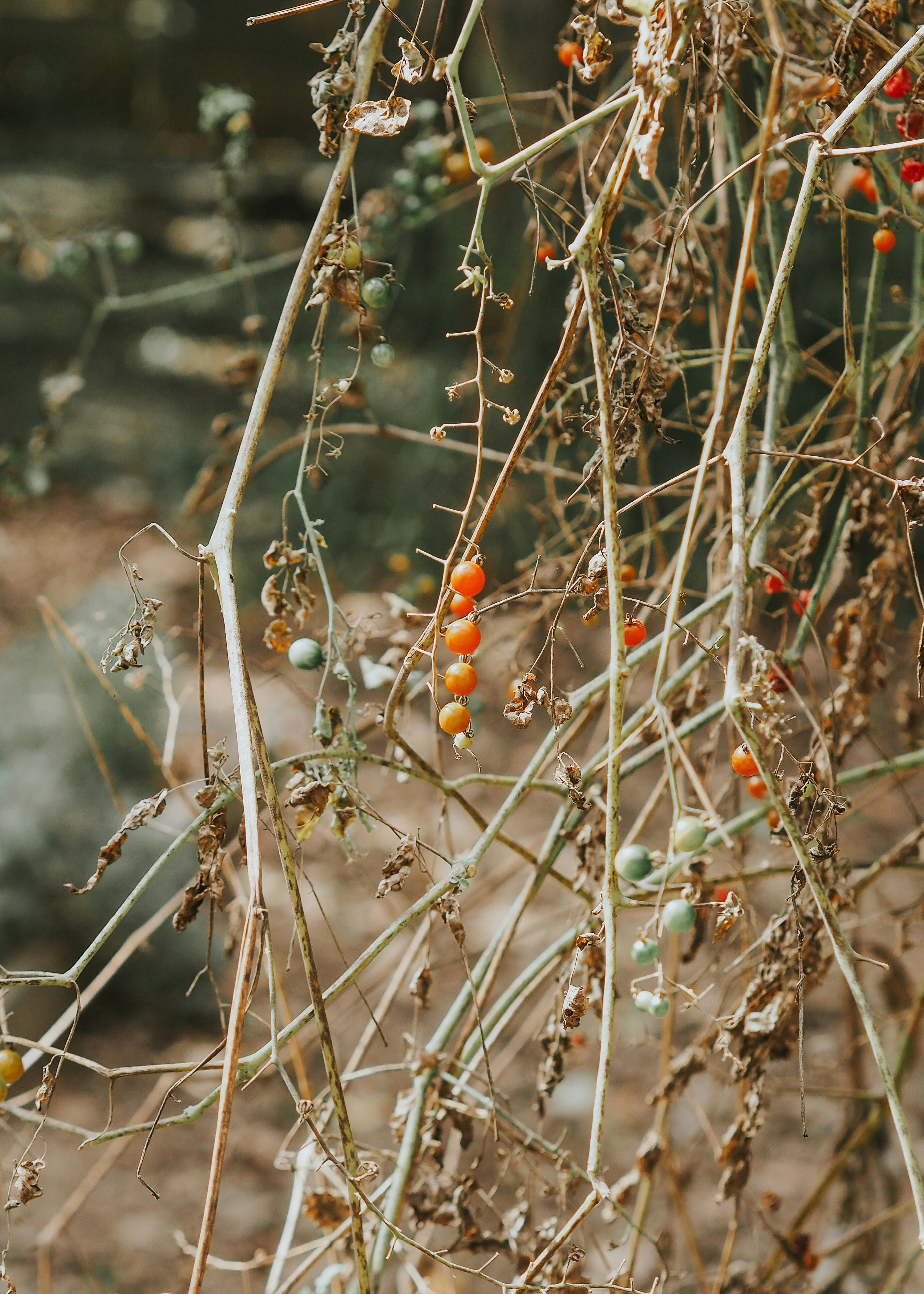 Close-up of withered vines bearing small orange berries against a softly blurred natural background.