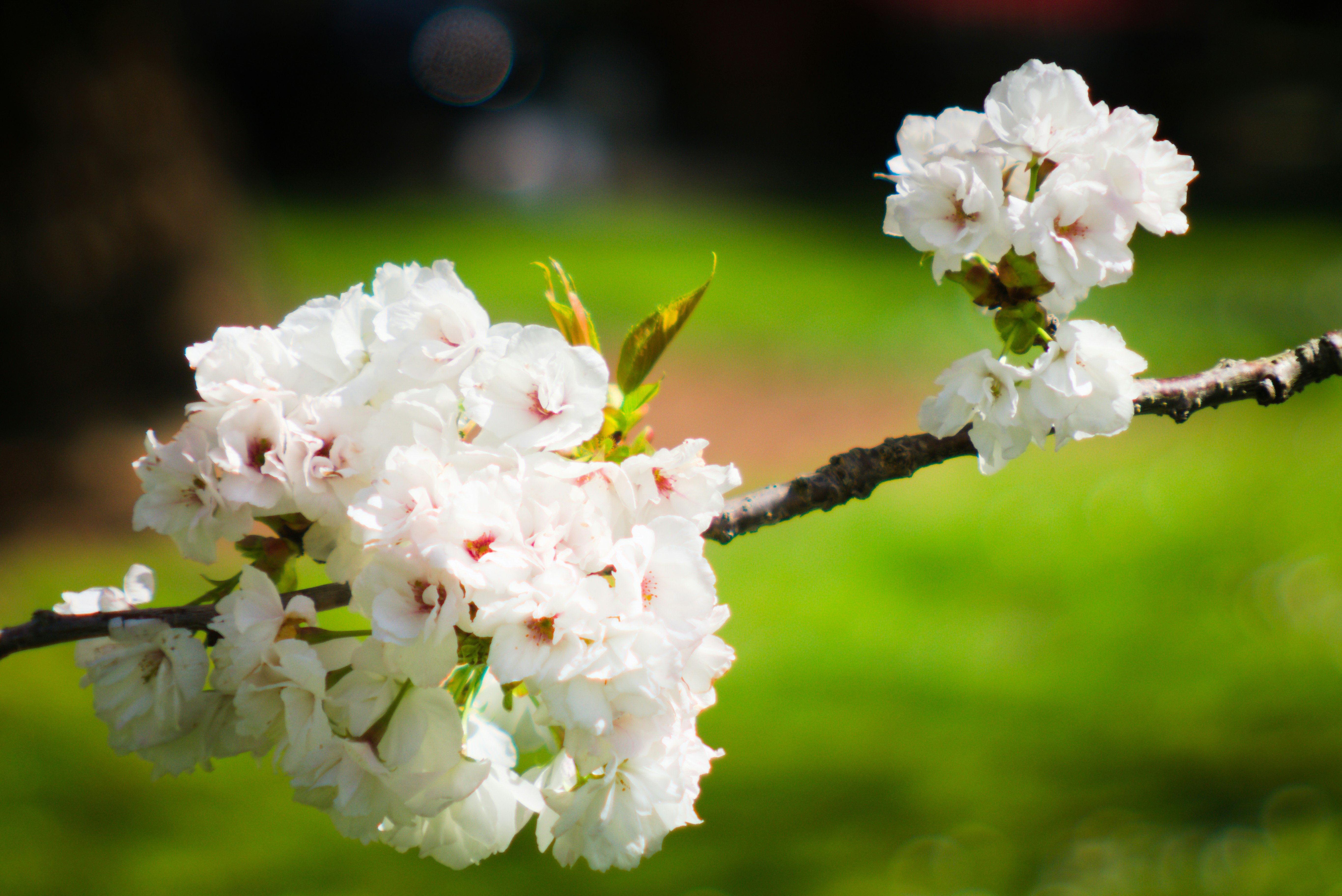 Petal Choir on a Sunlit Cherry Branch