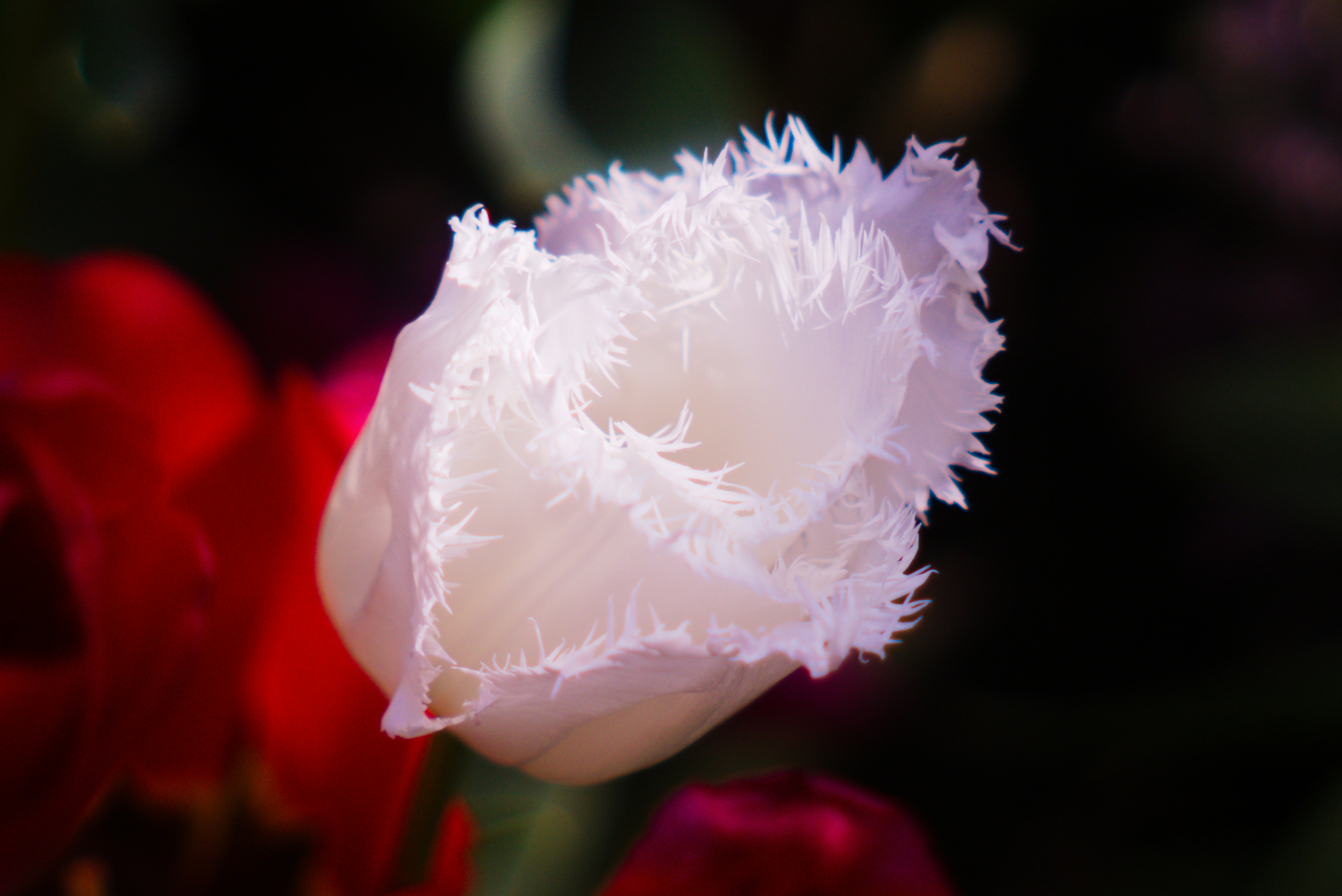 Frilled White Rose Amid Velvet Red Backdrop